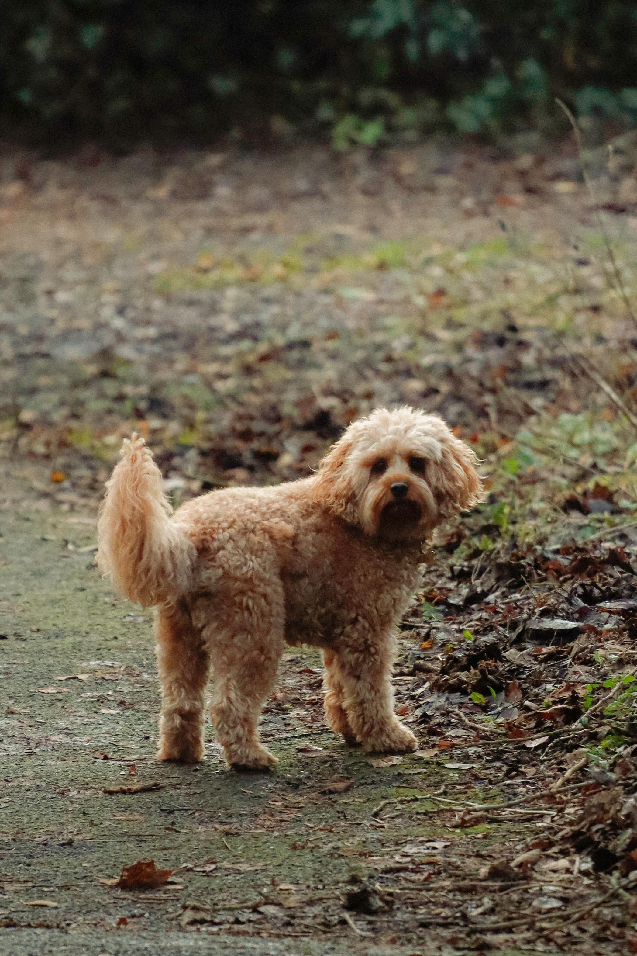 Dog Standing on a Forest Path · Free Stock Photo