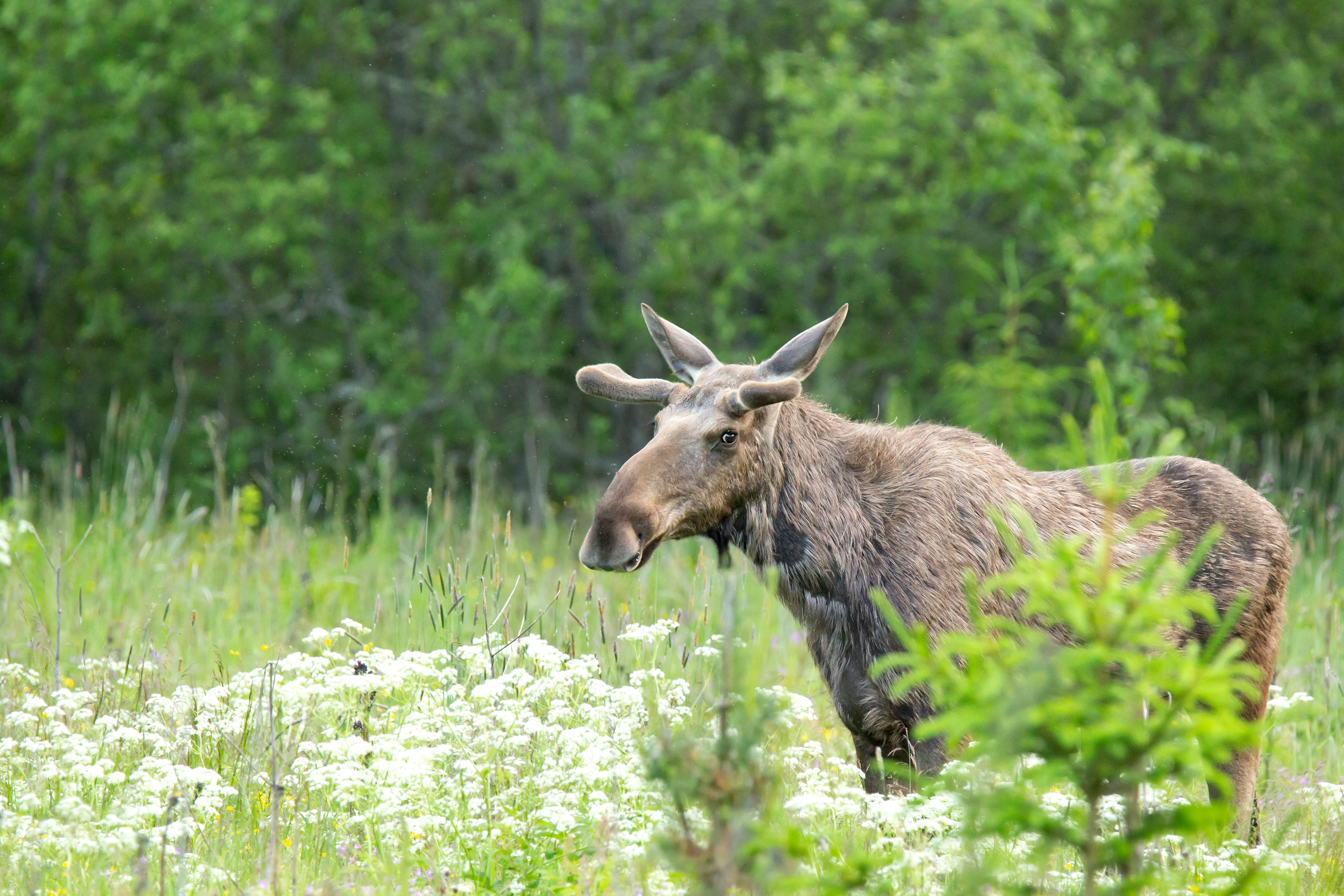 Foto de stock gratuita sobre acostado, alce americano, bosque, ciervo ...