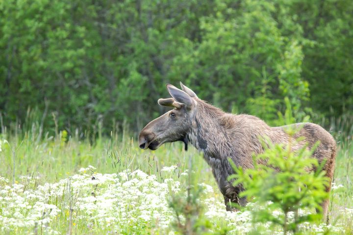 Moose Vehicle Collisions: Risks, Prevention, and Safety Tips