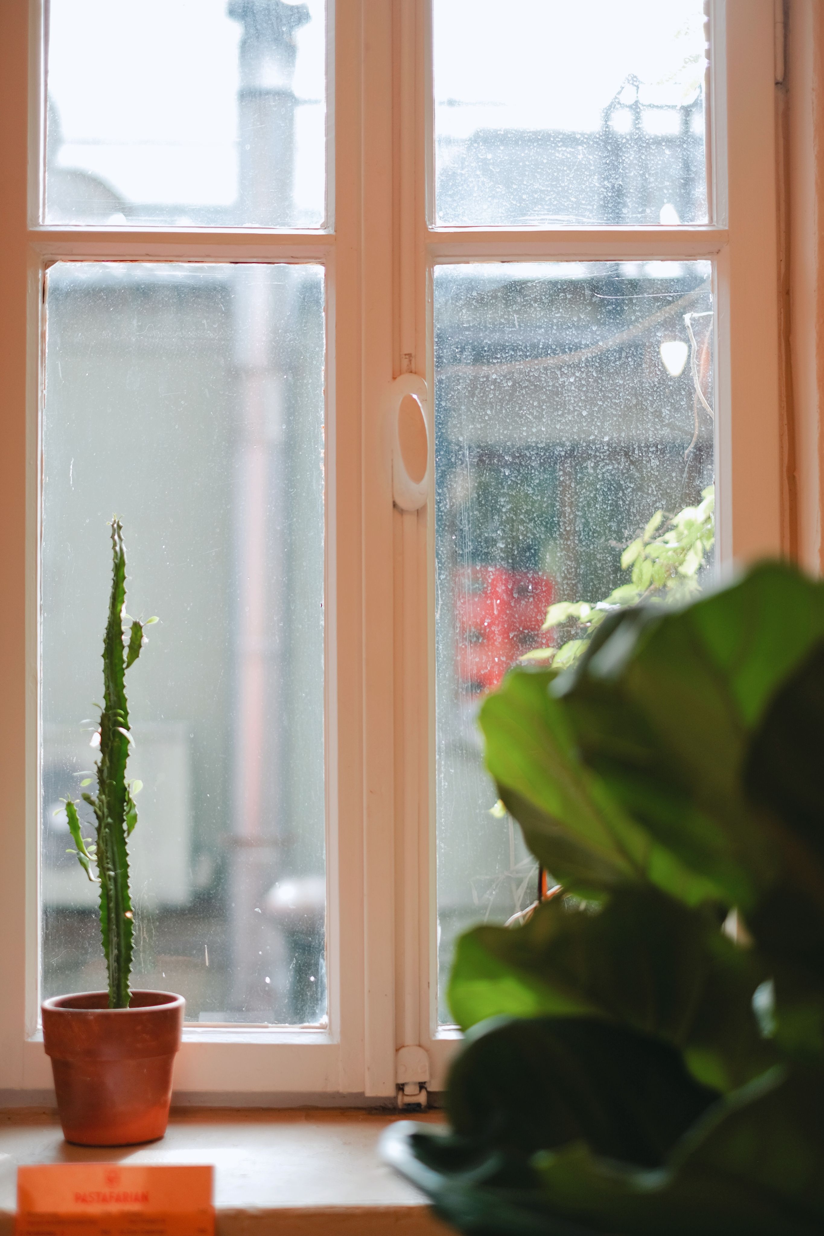 Green Plants Near Window · Free Stock Photo