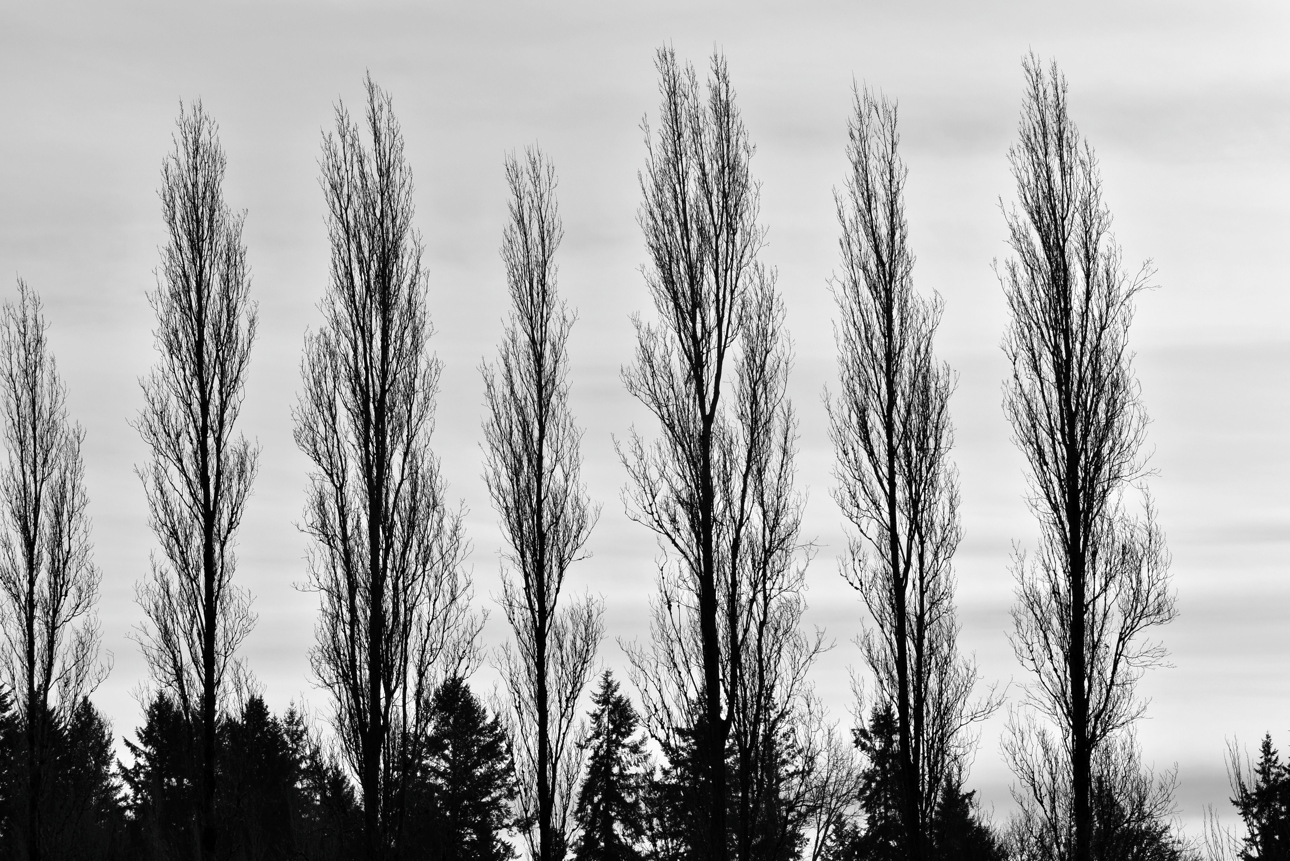Black and White Photo of Silhouetted Leafless Trees · Free Stock Photo