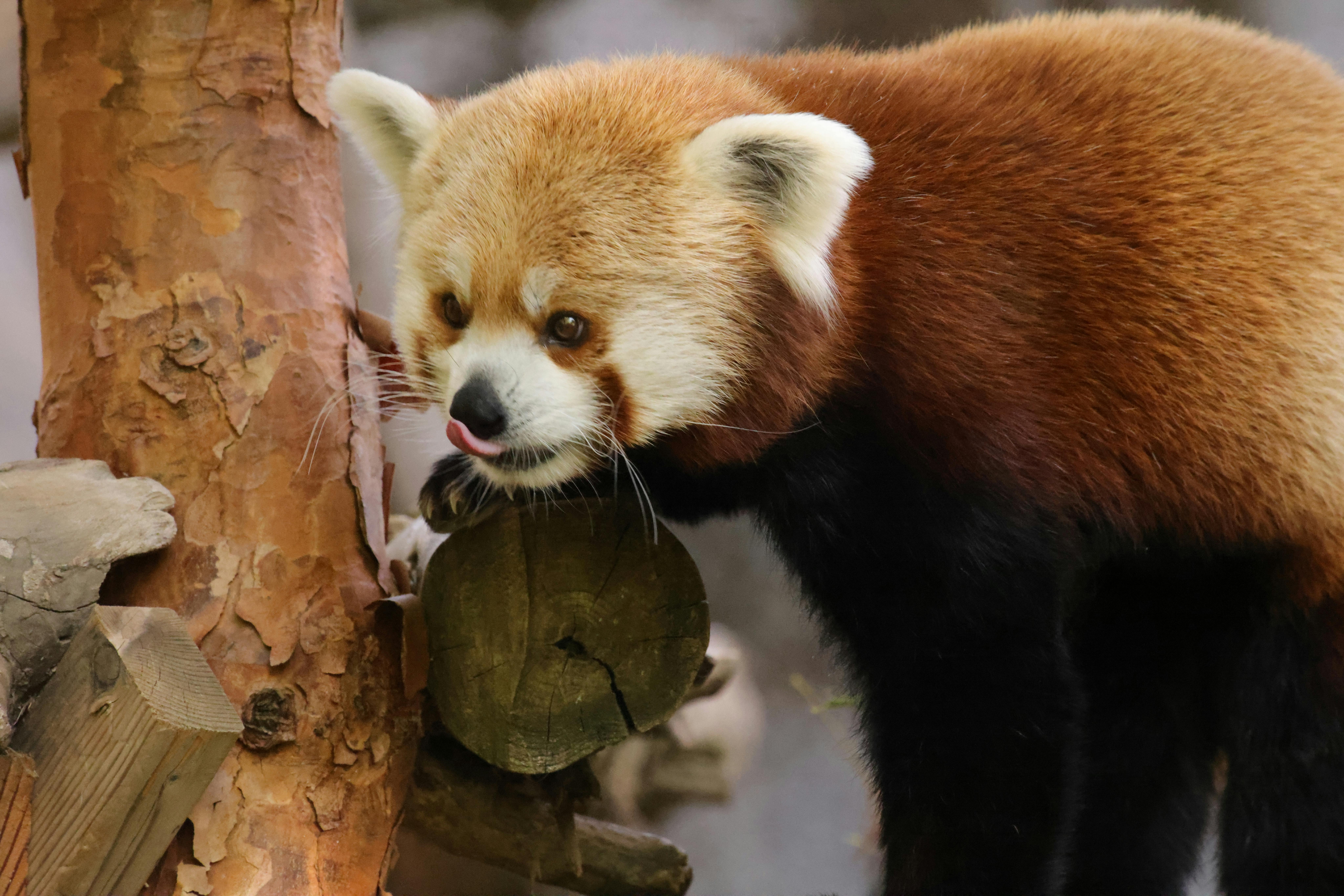 Red Panda Perching on Tree during Daytime · Free Stock Photo