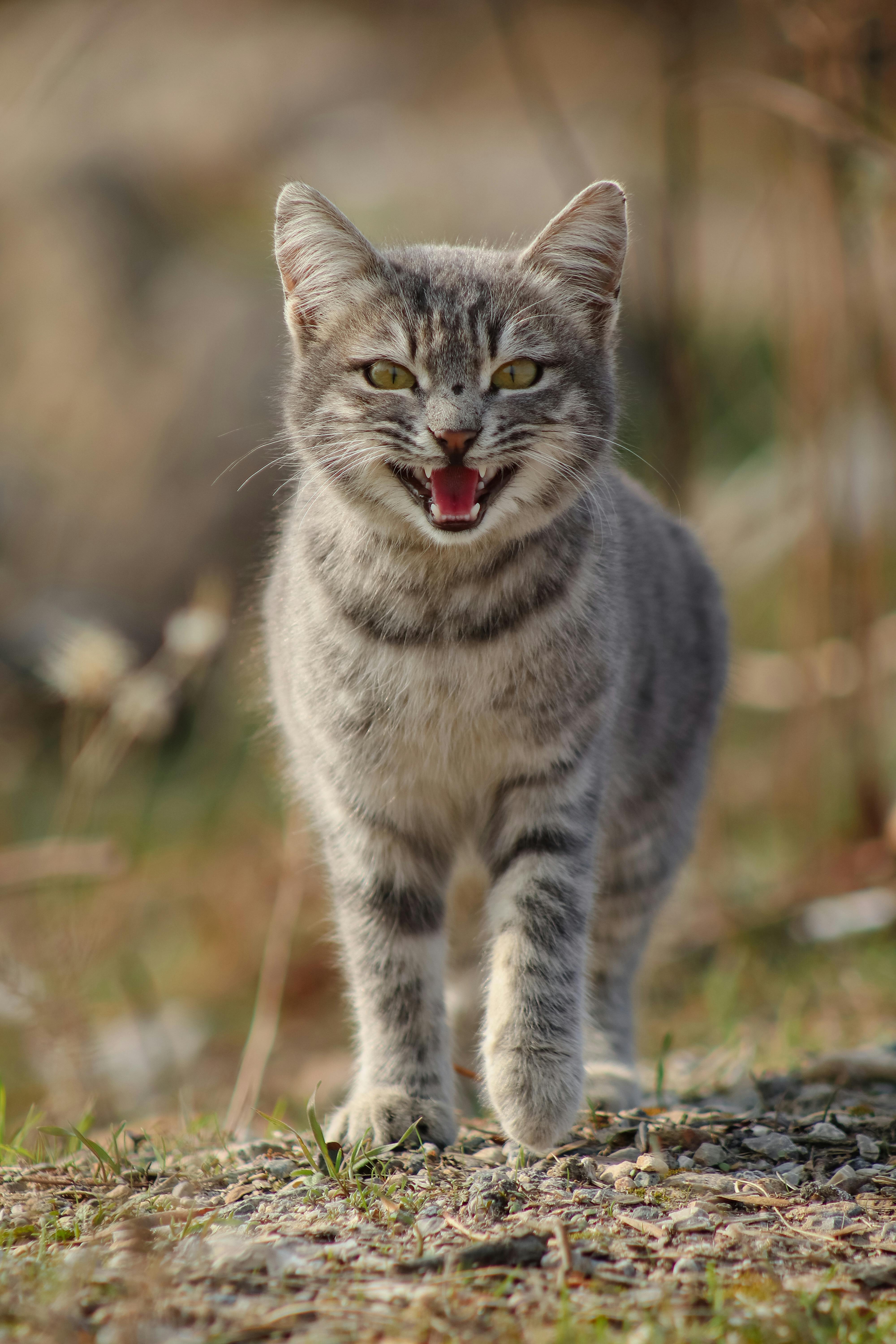 Portrait of Furry Cat · Free Stock Photo