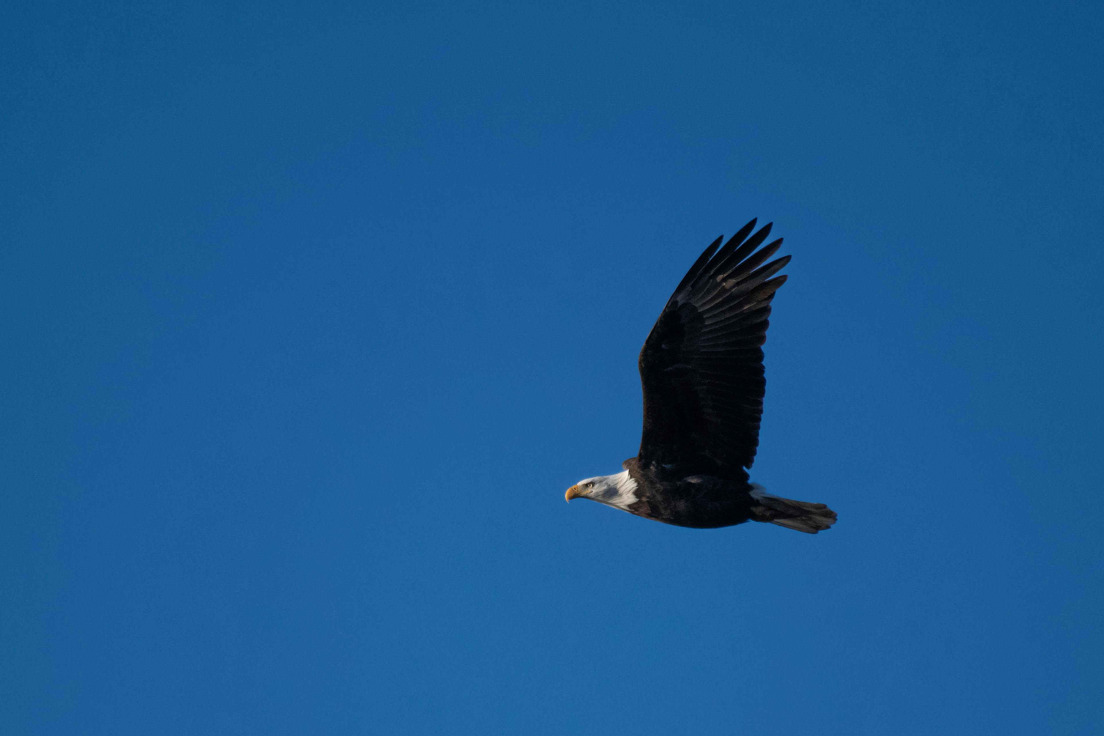 Elang Botak · Free Stock Photo