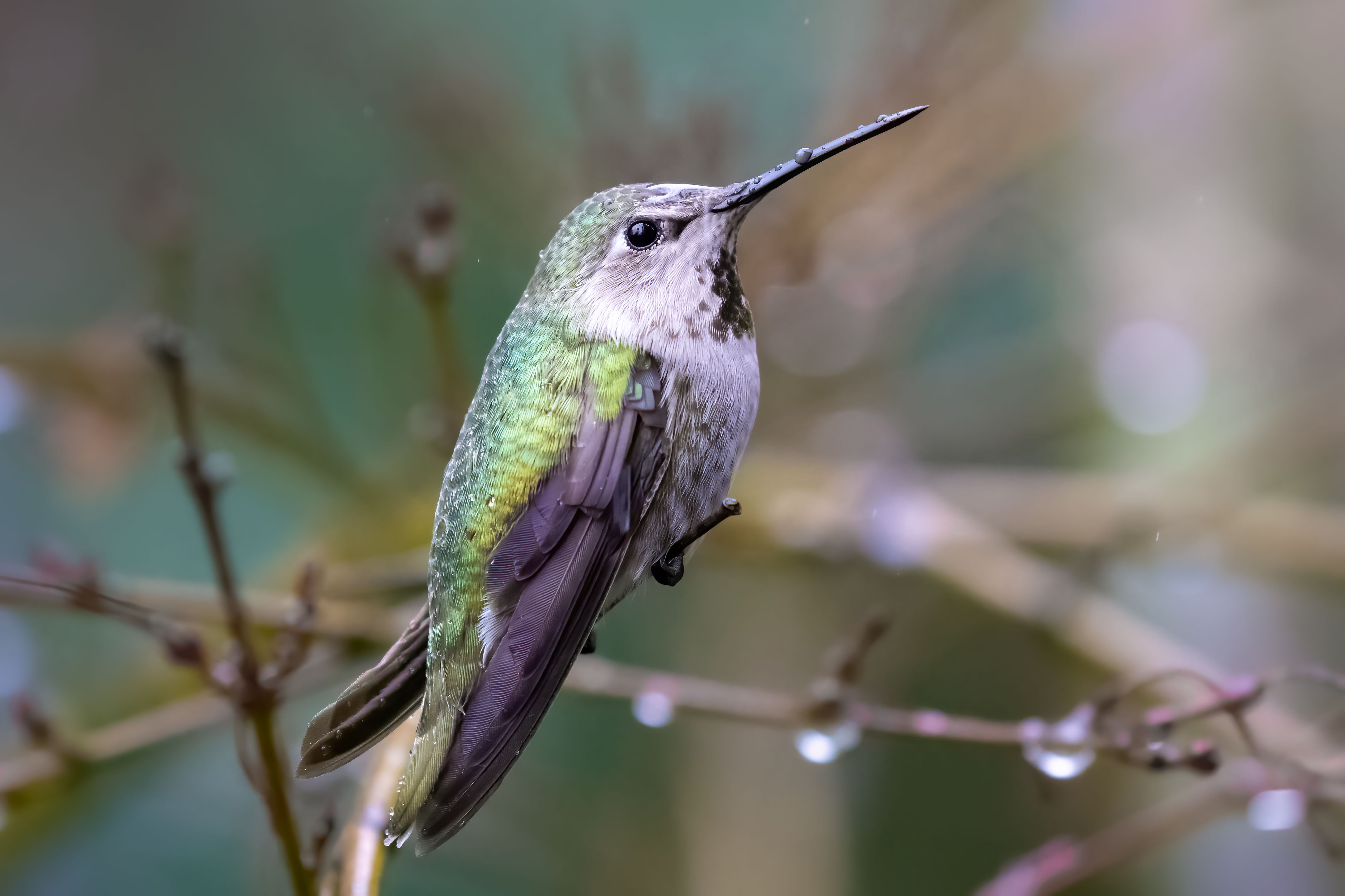 Close up of a Hummingbird · Free Stock Photo