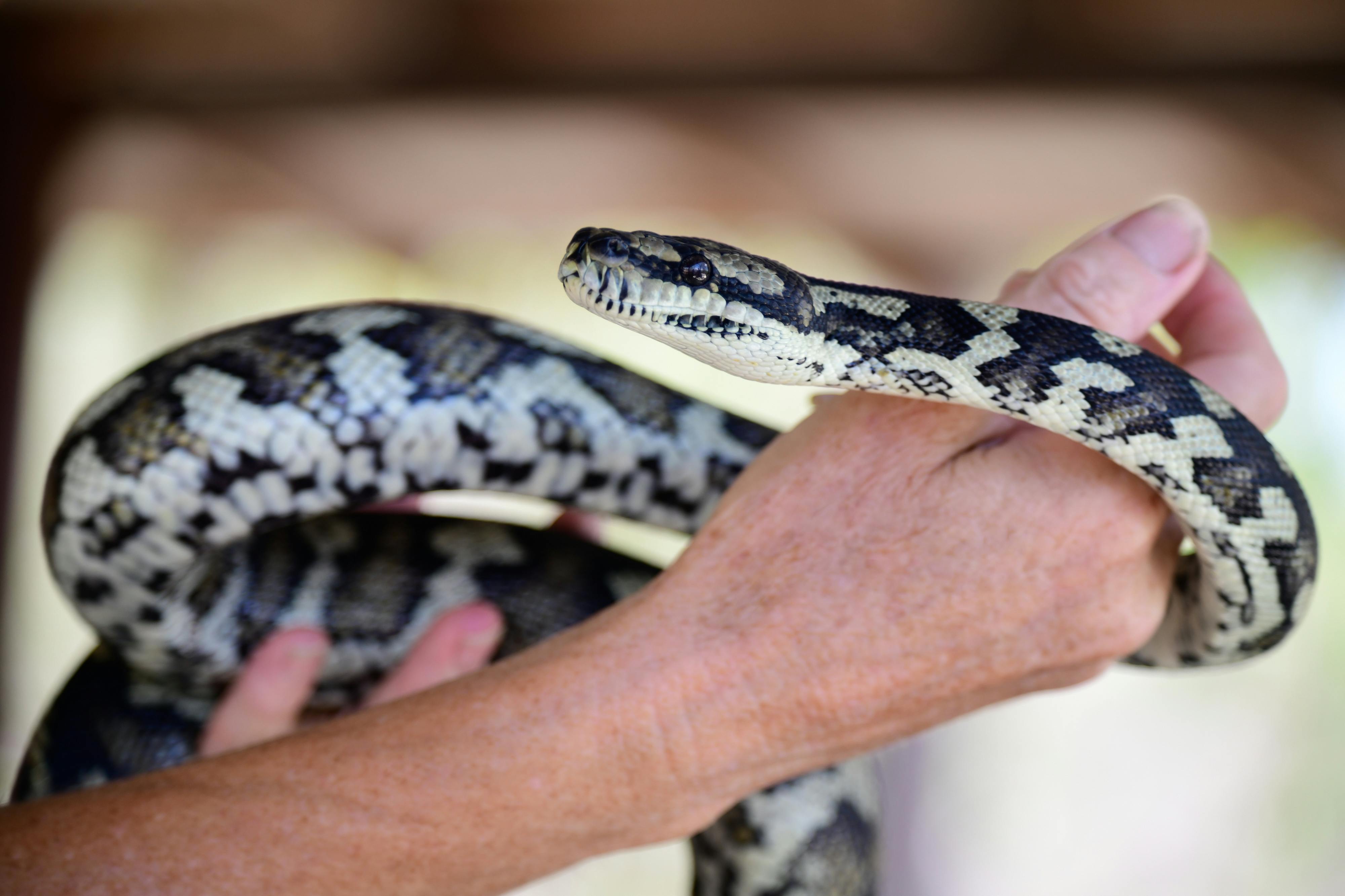 Woman Holding Brown Snake · Free Stock Photo