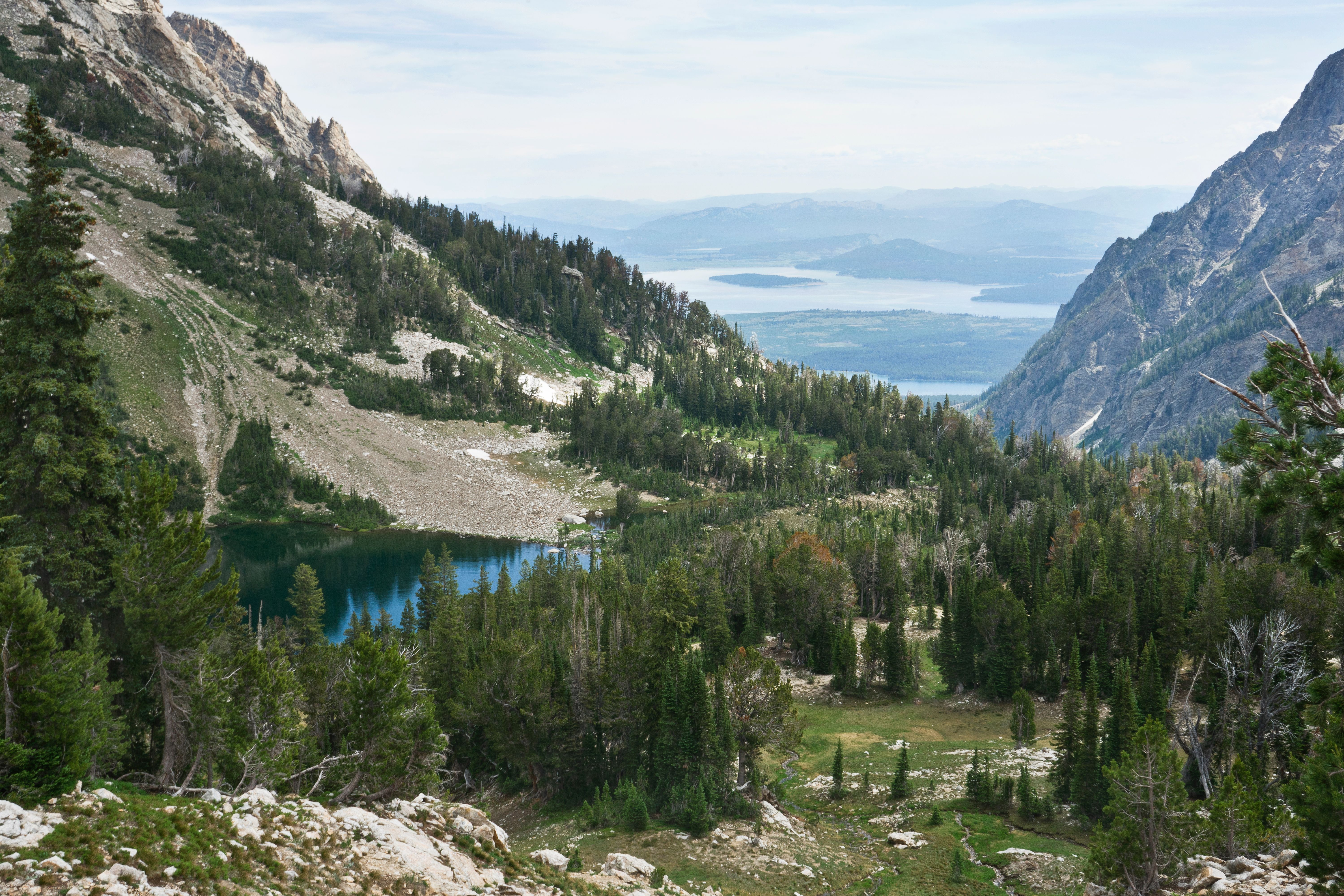 Forest in Valley in Mountains · Free Stock Photo