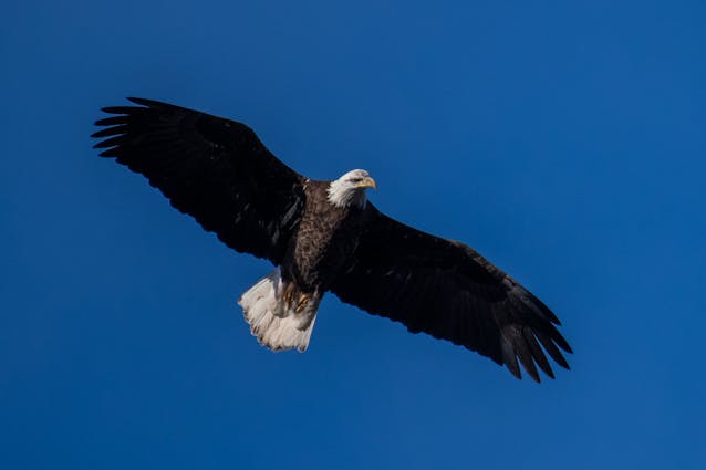 American Bald Eagle Facts: Majestic Symbol of the USA