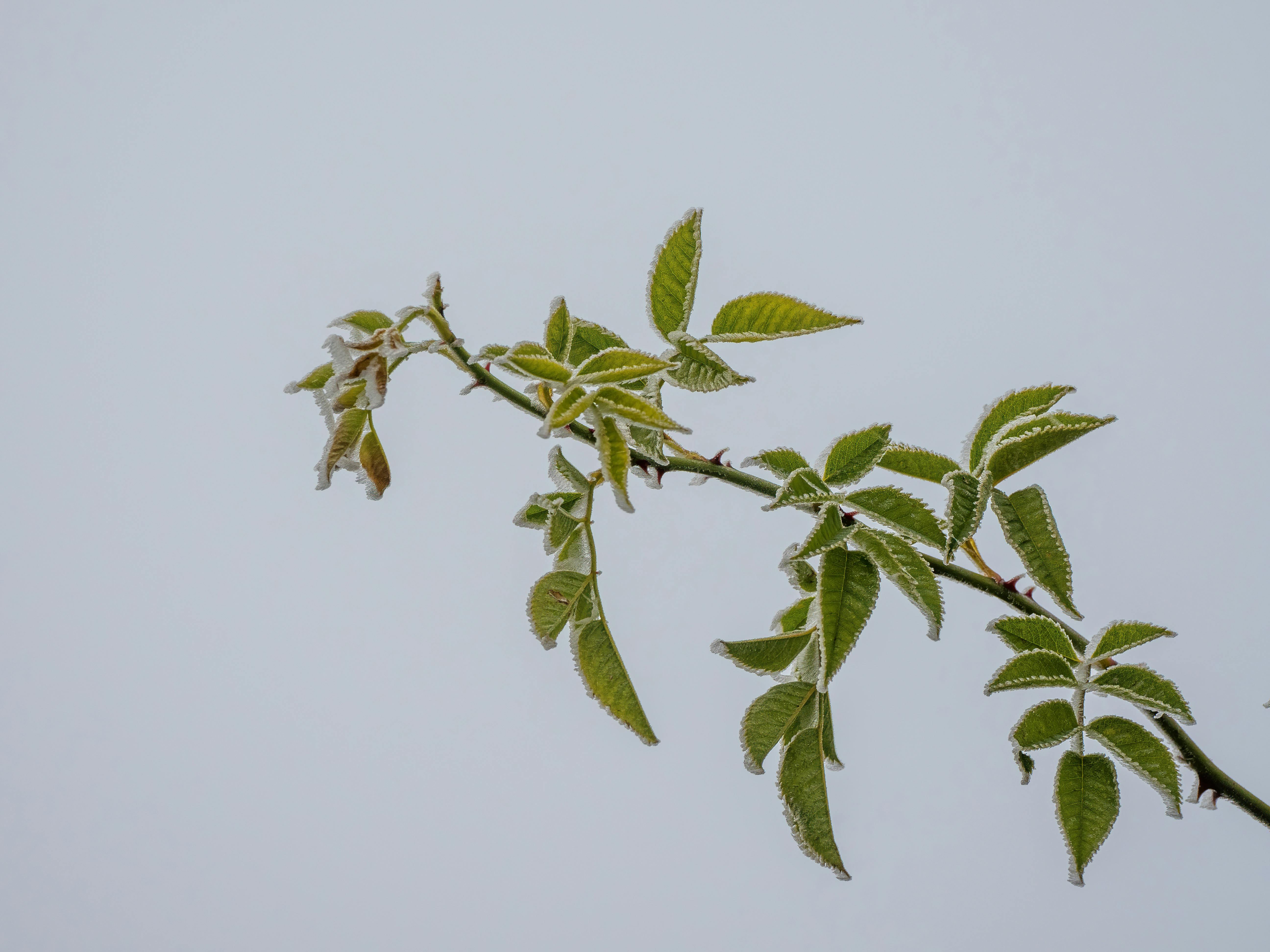 Ice Diffuse Photos, Download The BEST Free Ice Diffuse Stock Photos ...