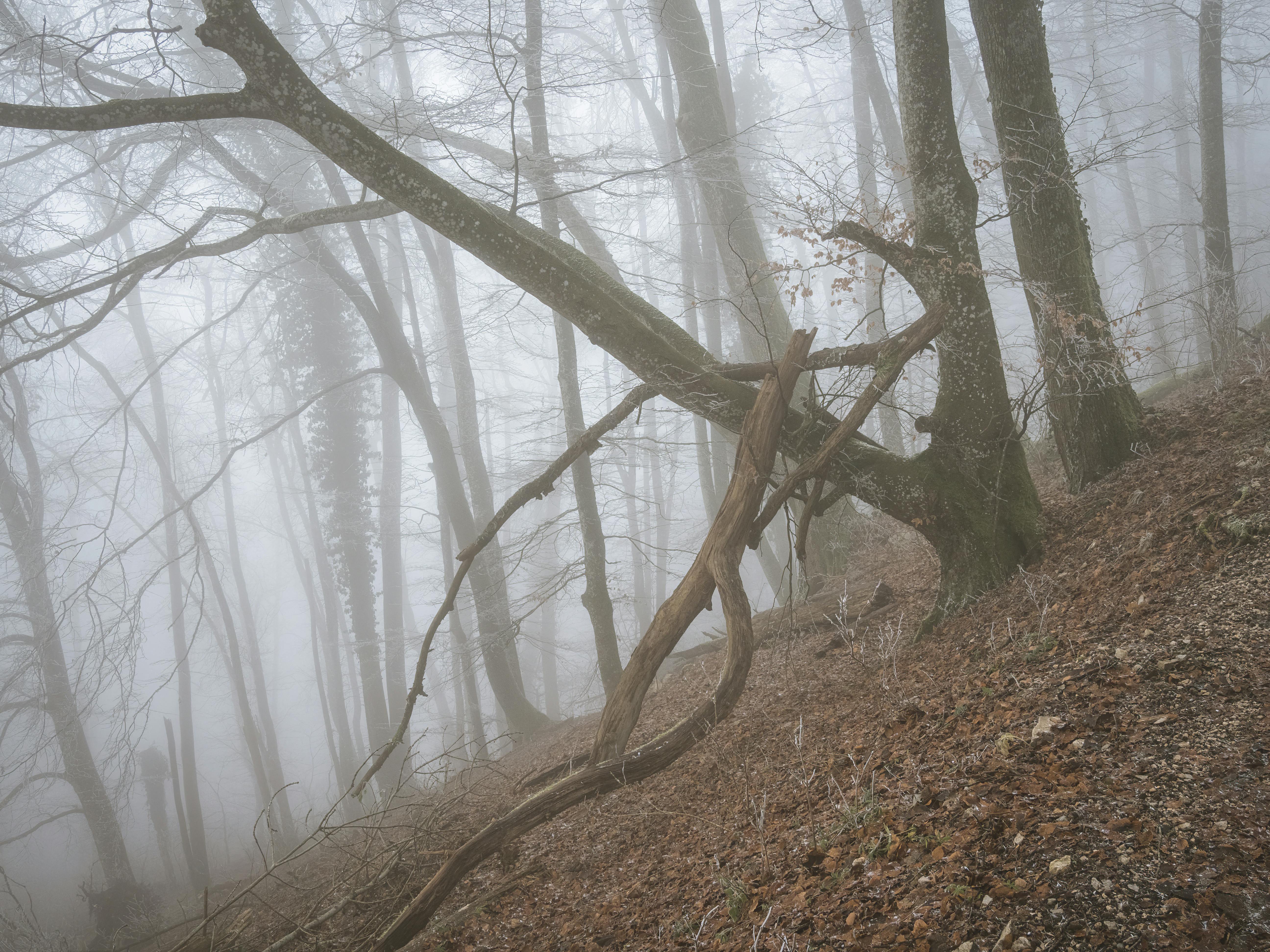 Foggy Forest Trees · Free Stock Photo