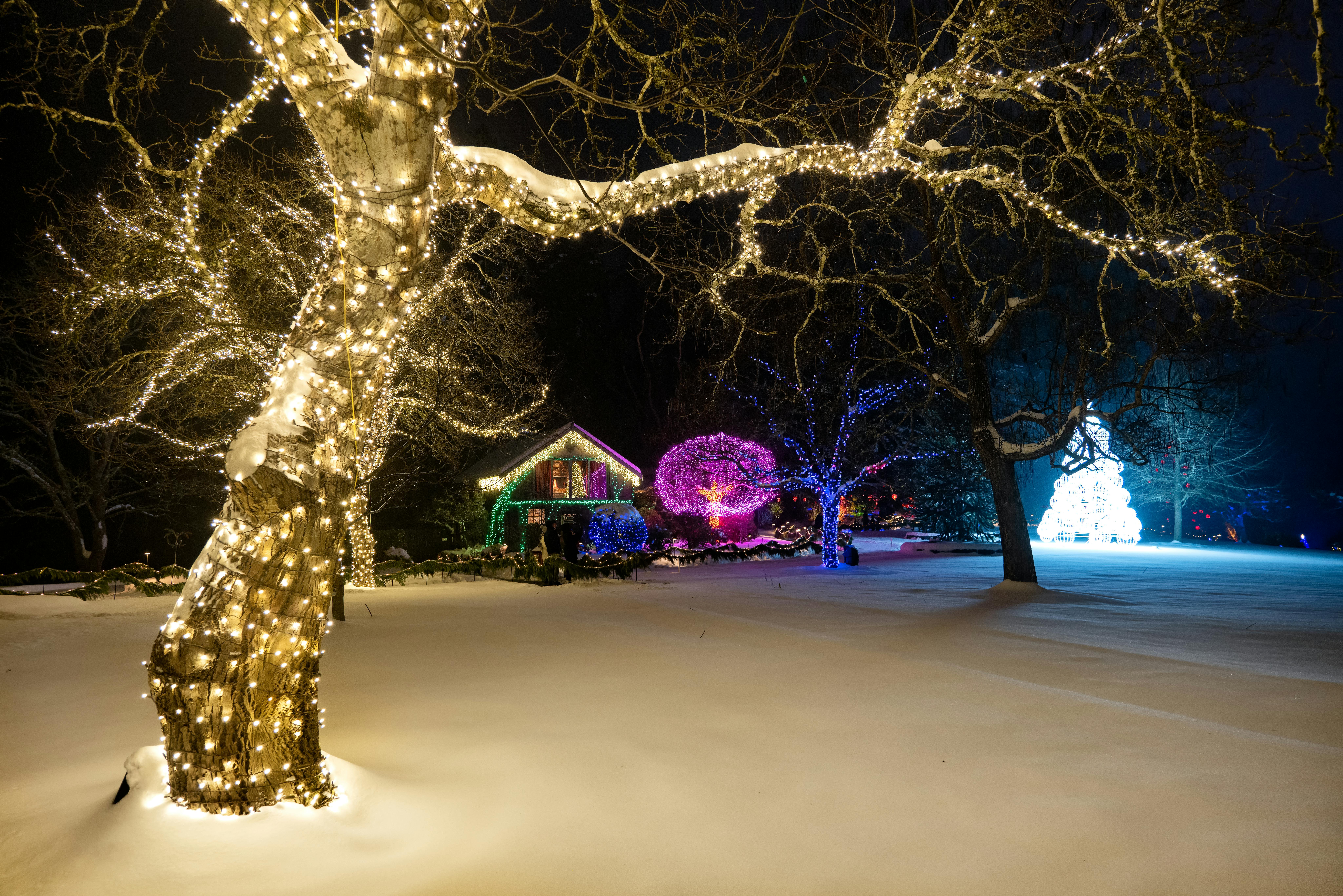 Beautiful Christmas lights over fresh snow · Free Stock Photo