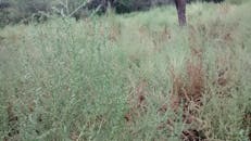 Free stock photo of quebracho blanco