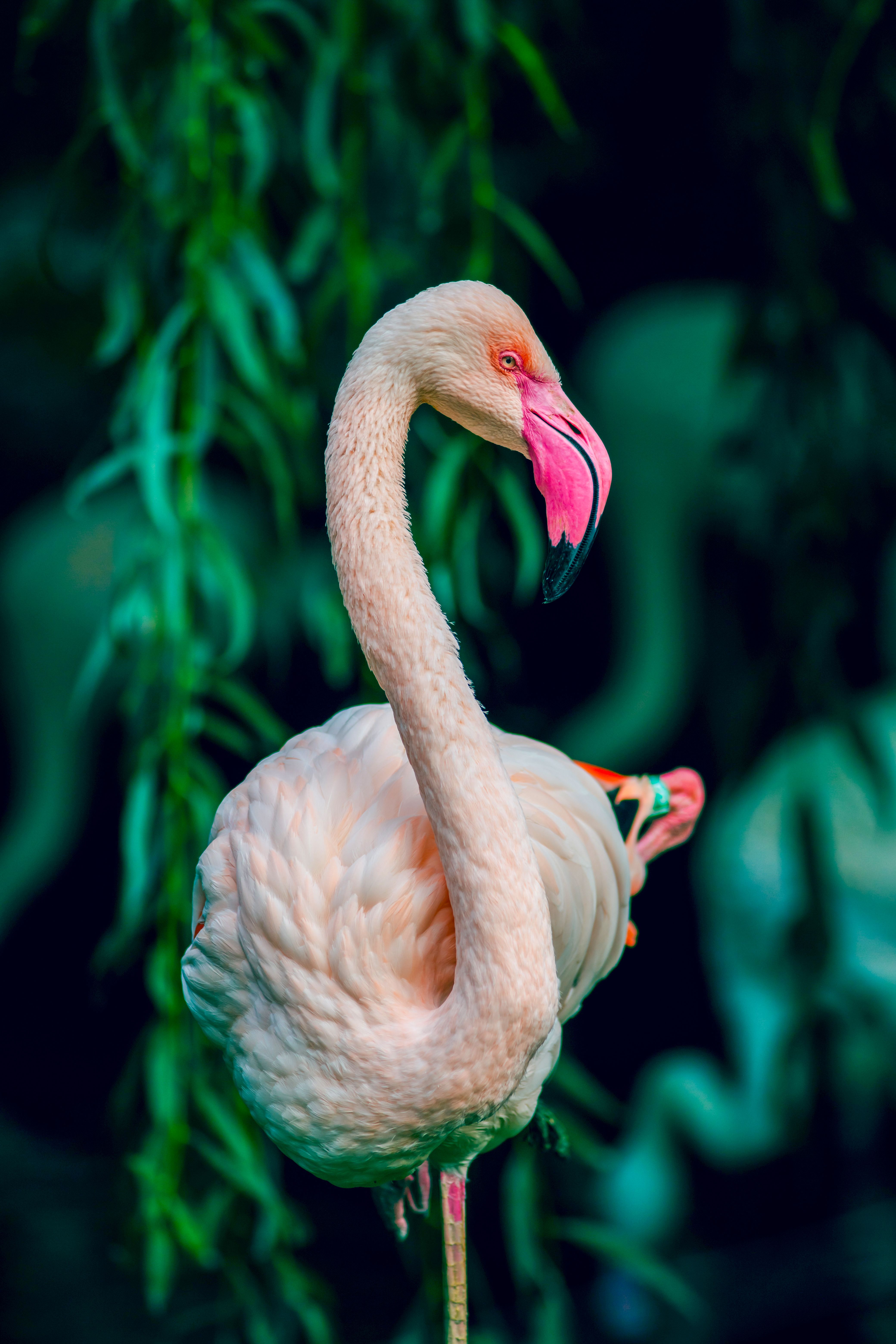 Flock Of Flamingo · Free Stock Photo