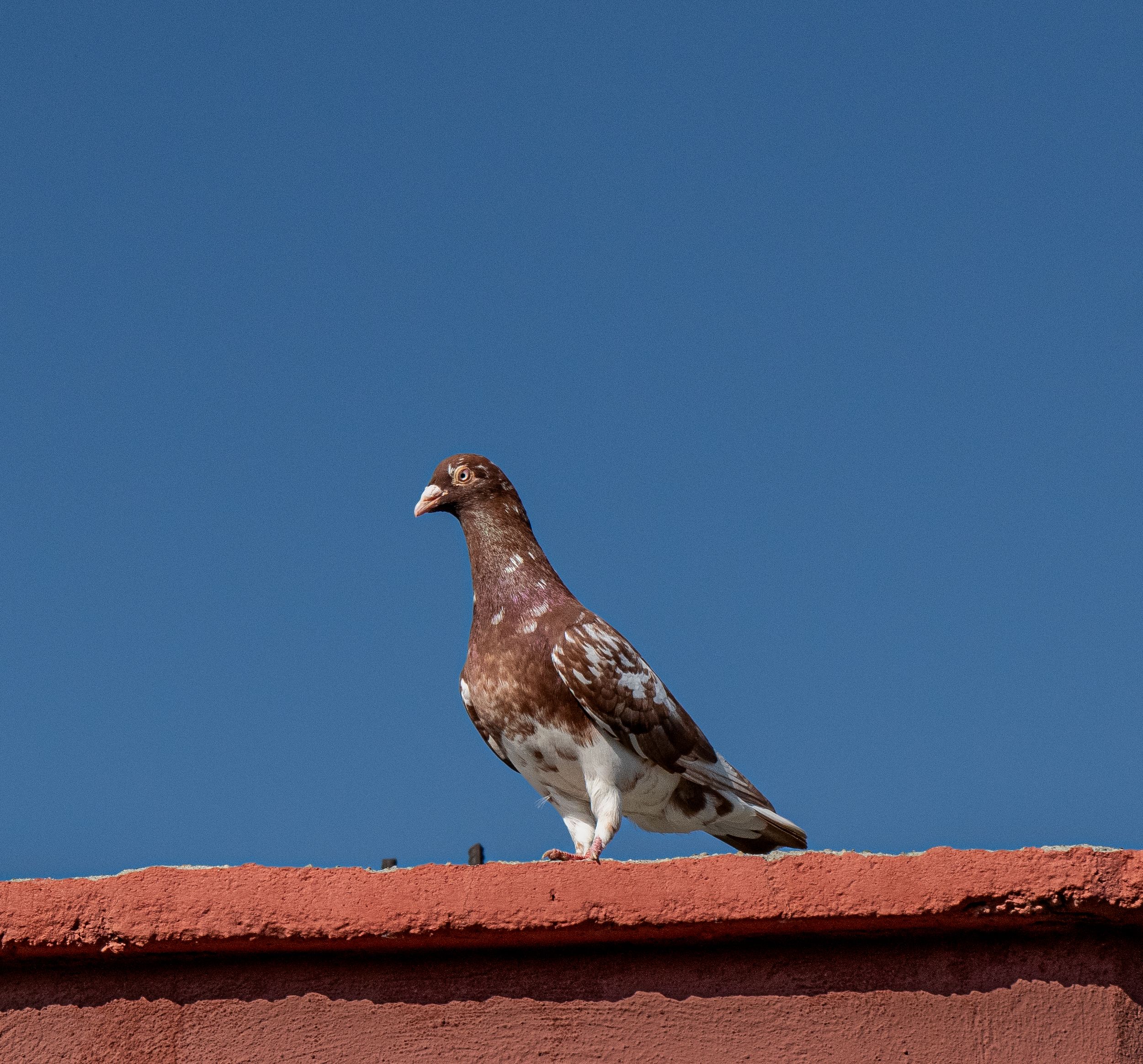 Close-up of a Pigeon Standing on a Wall under Blue Sky · Free Stock Photo