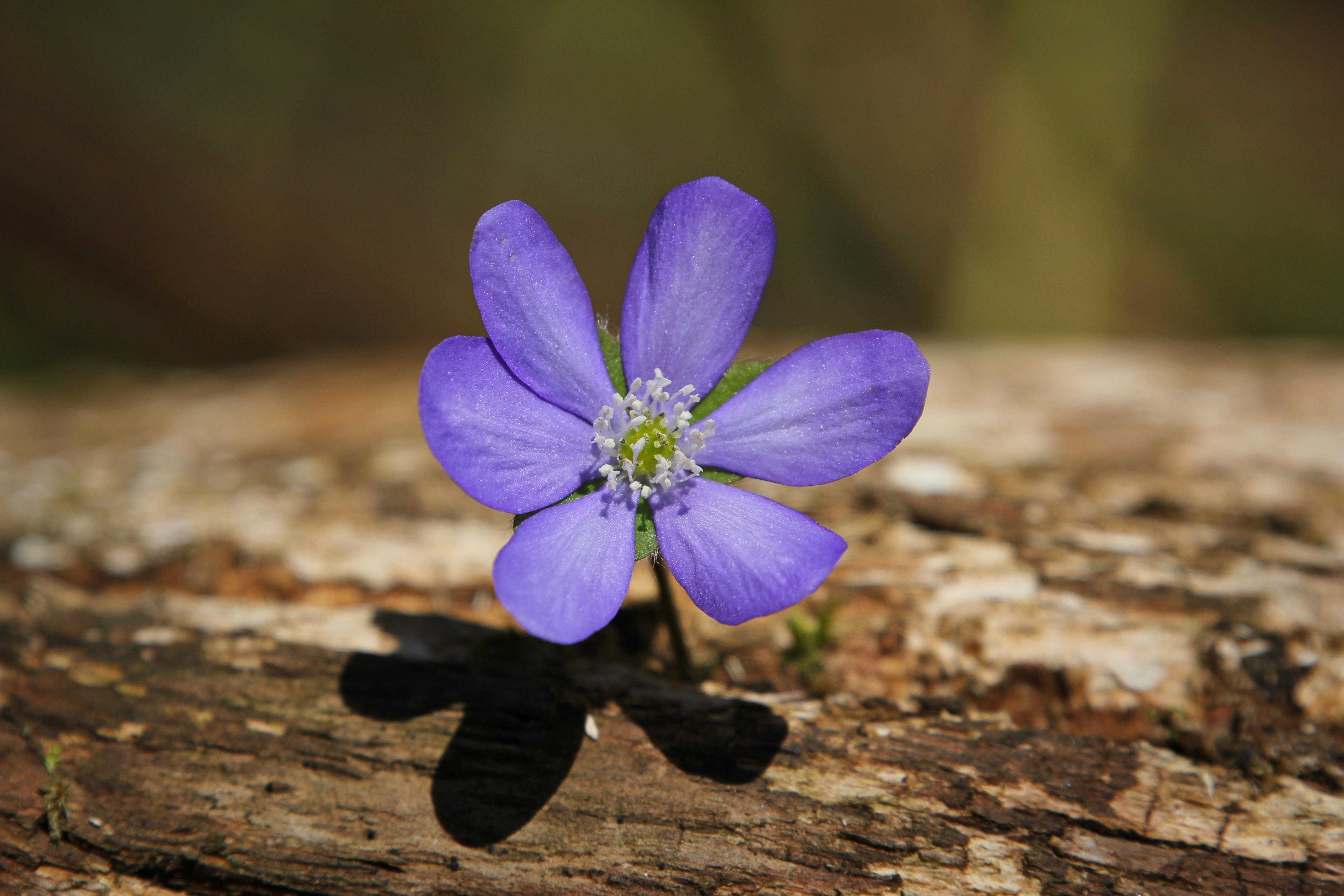 Purple Hepaticas in Bloom Close-up Photo · Free Stock Photo