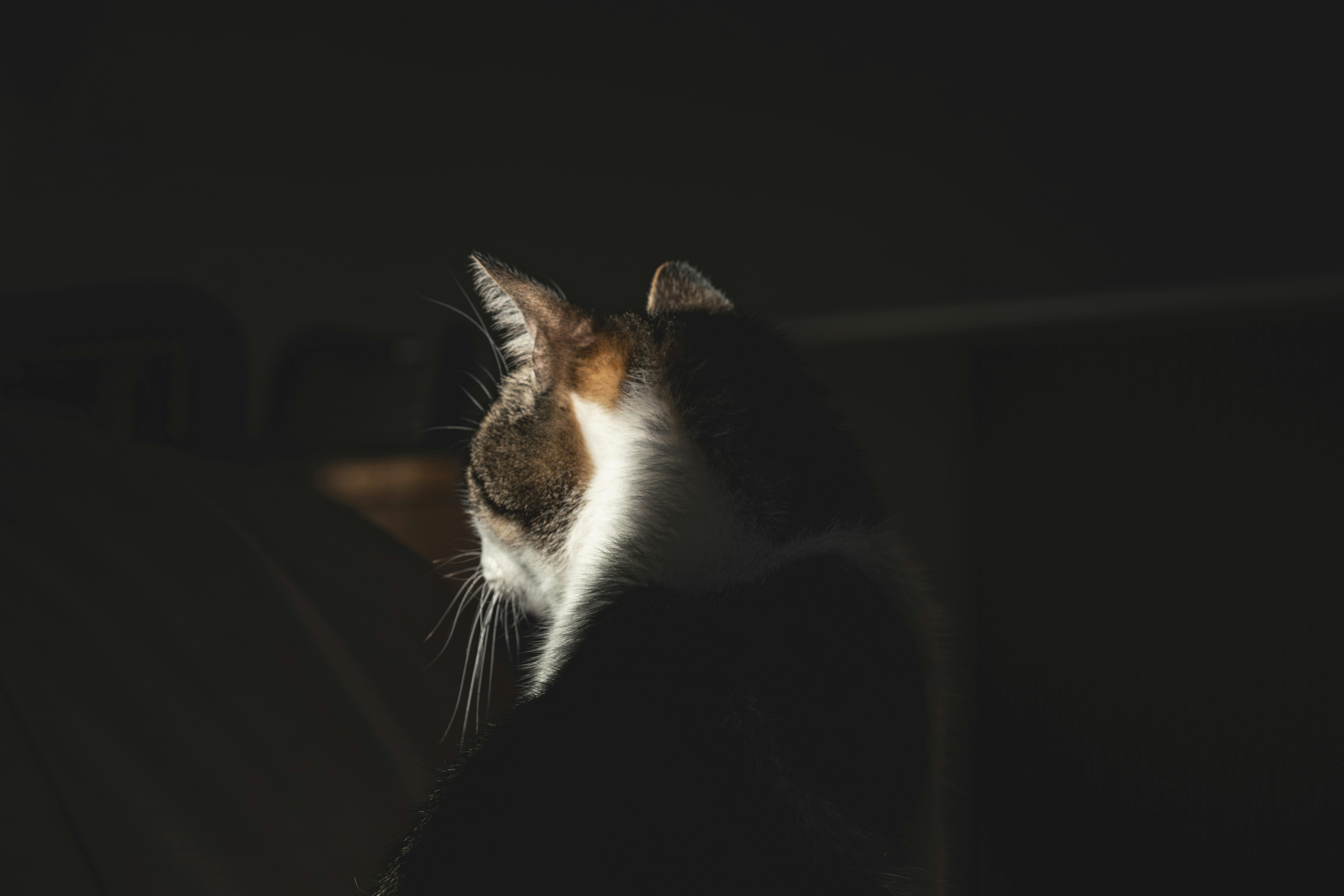 Cat in Shadow · Free Stock Photo