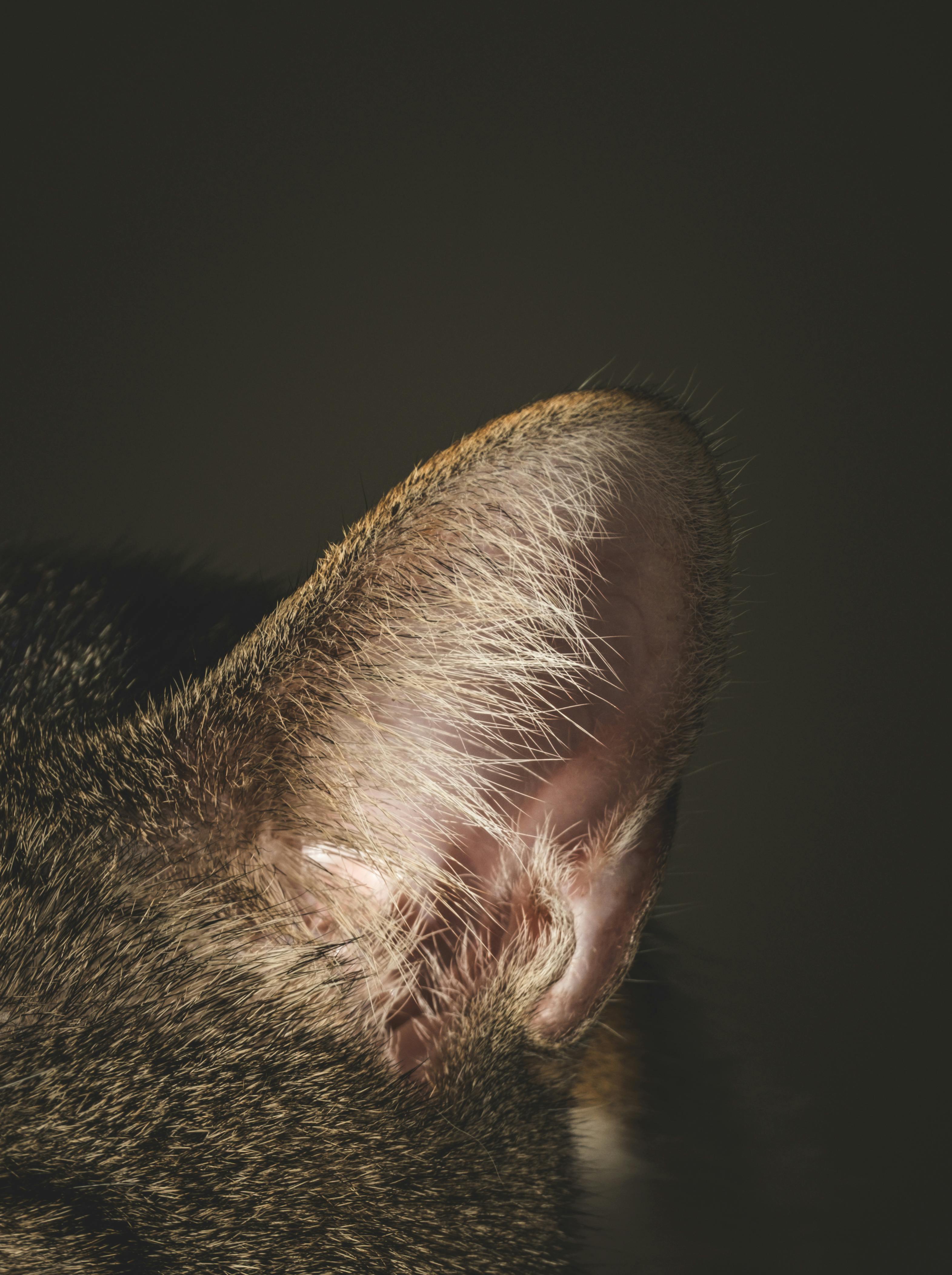 Cat Ear in Close-up View · Free Stock Photo