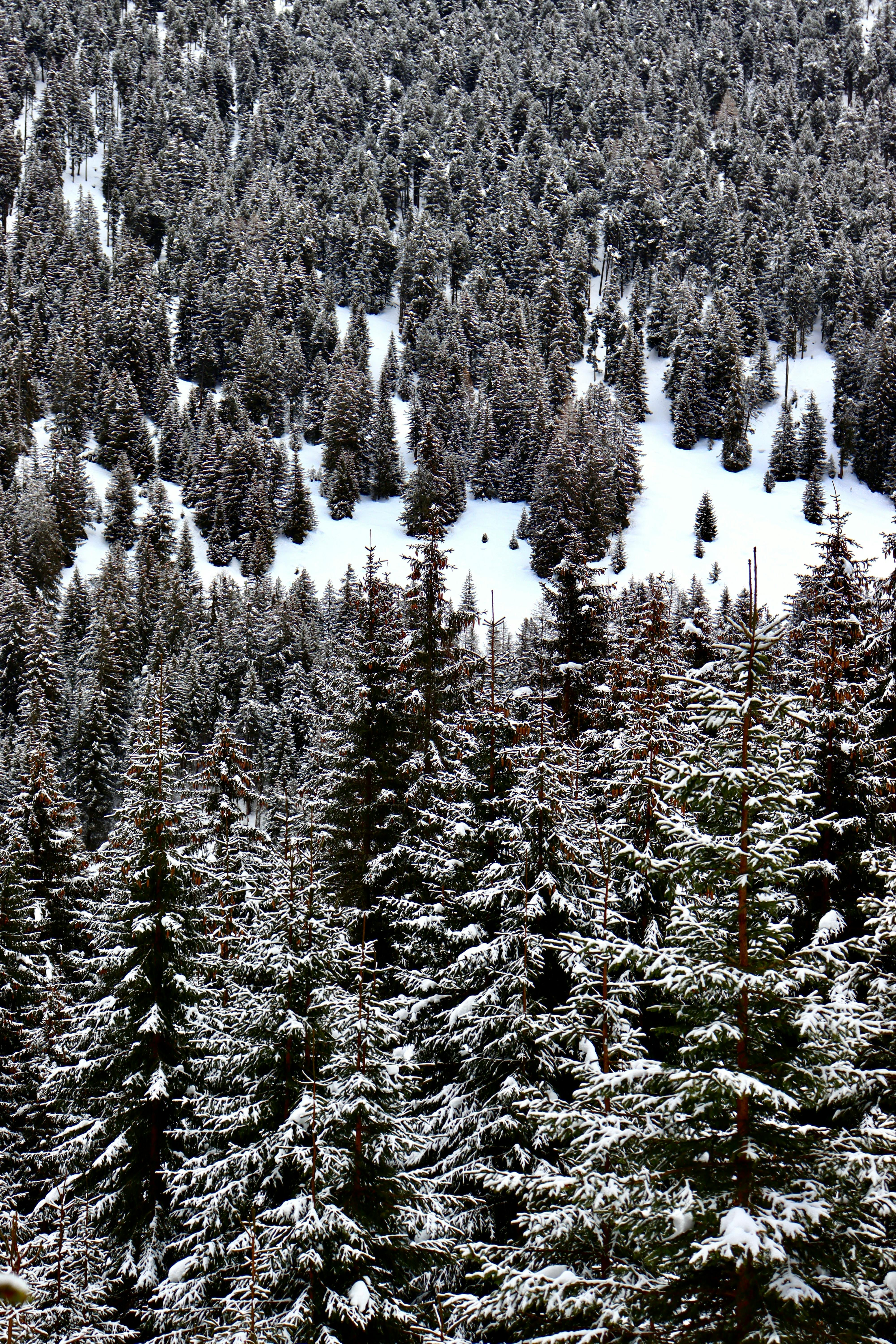 Unfiltered Woods Nature Photos, Download The BEST Free Unfiltered Woods ...