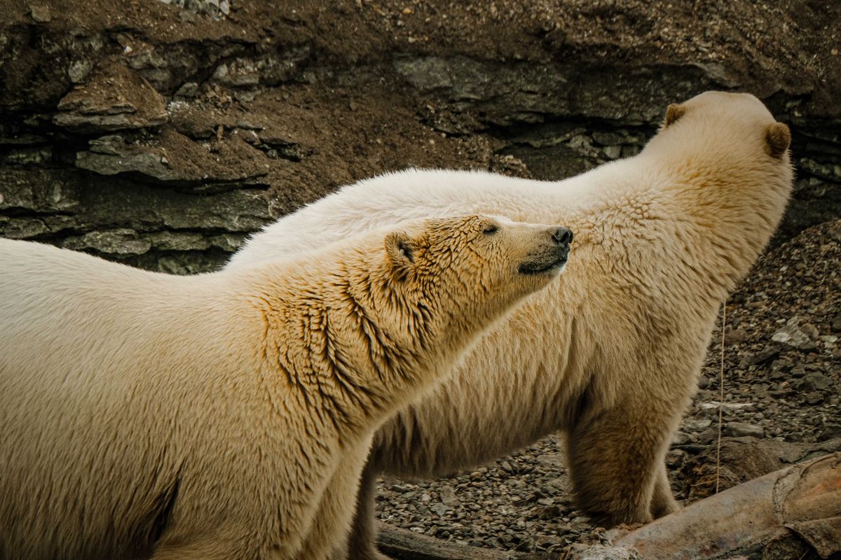 Polar Bears Photos, Download The BEST Free Polar Bears Stock Photos ...