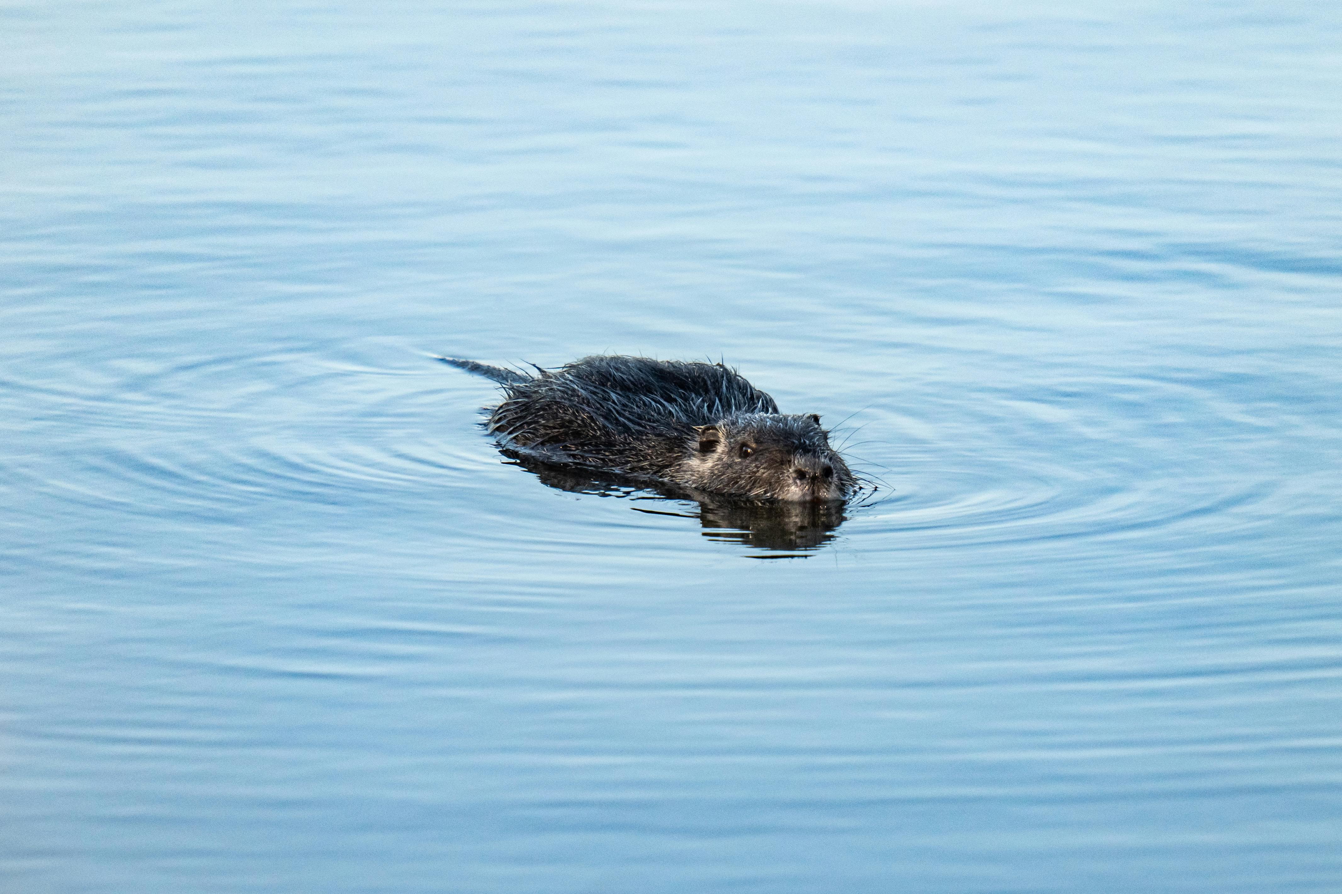 North American Beavers: Keystone Species Explained