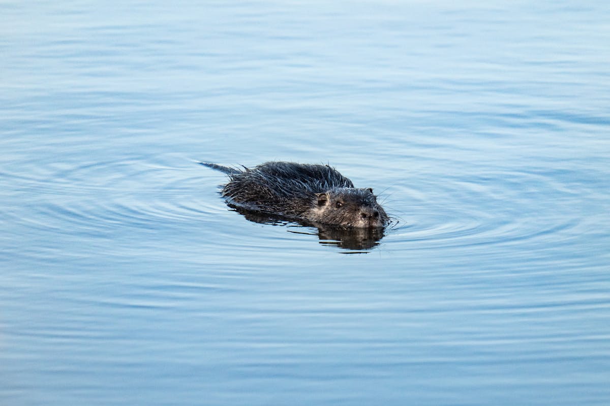 North American Beavers: Keystone Species Explained
