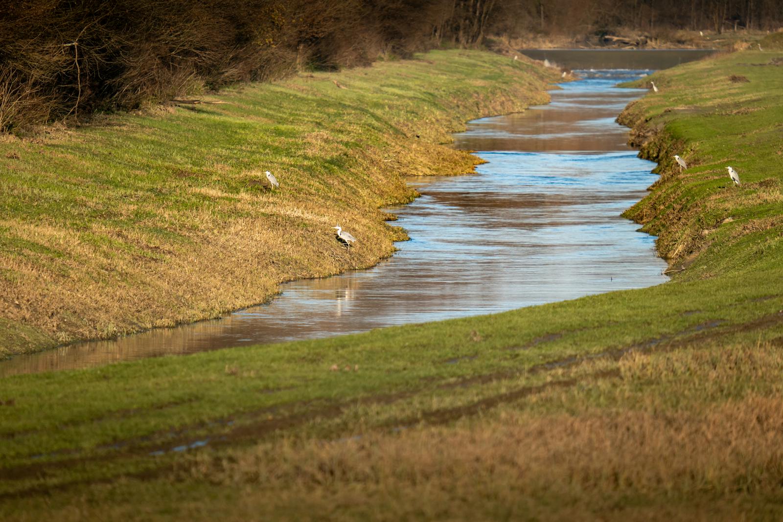 Koti Birds Photos, Download The BEST Free Koti Birds Stock Photos & HD ...