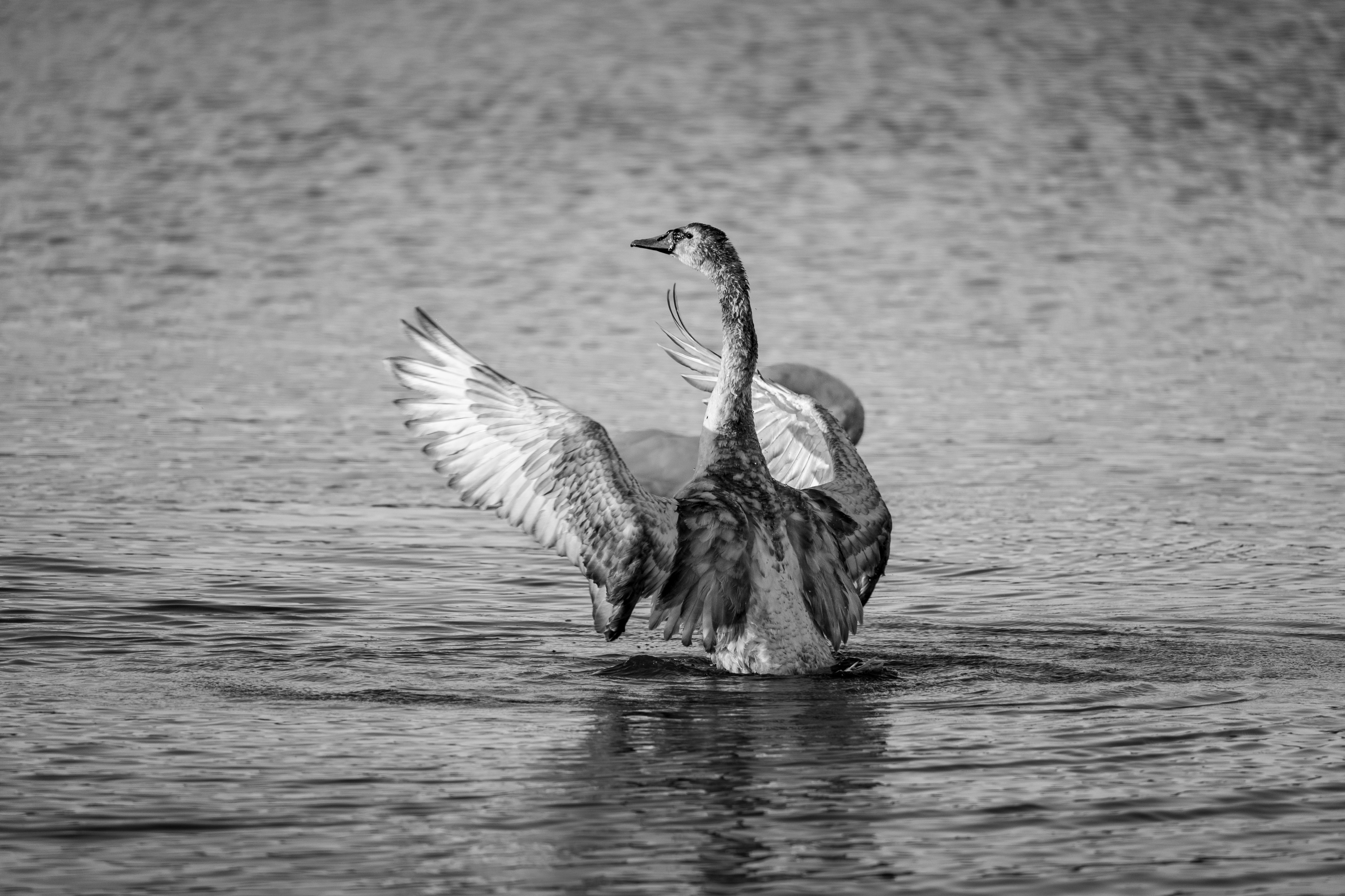 Ugly duckling wings · Free Stock Photo