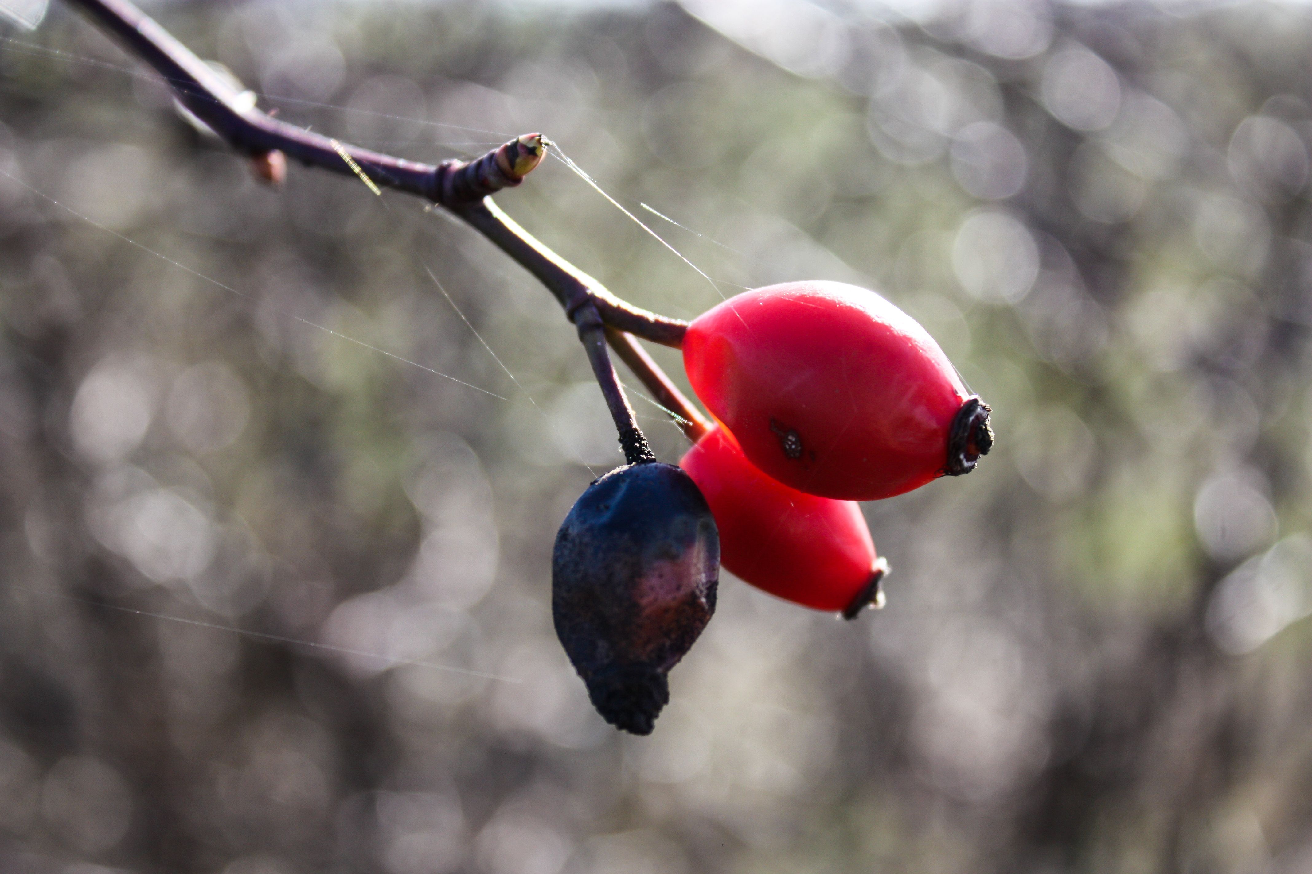 Free stock photo of berries