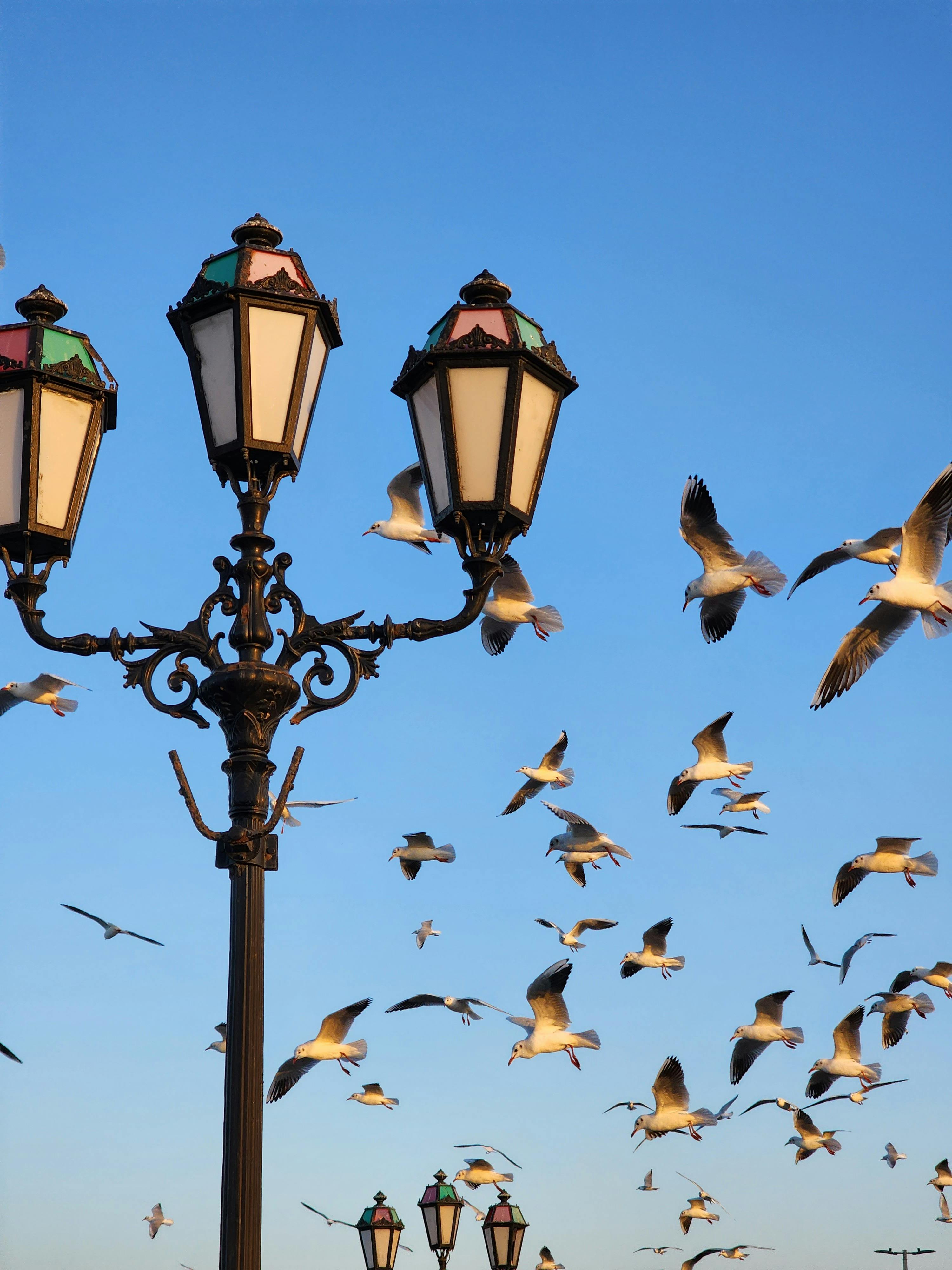 Flock of Birds Flying Above Lantern · Free Stock Photo