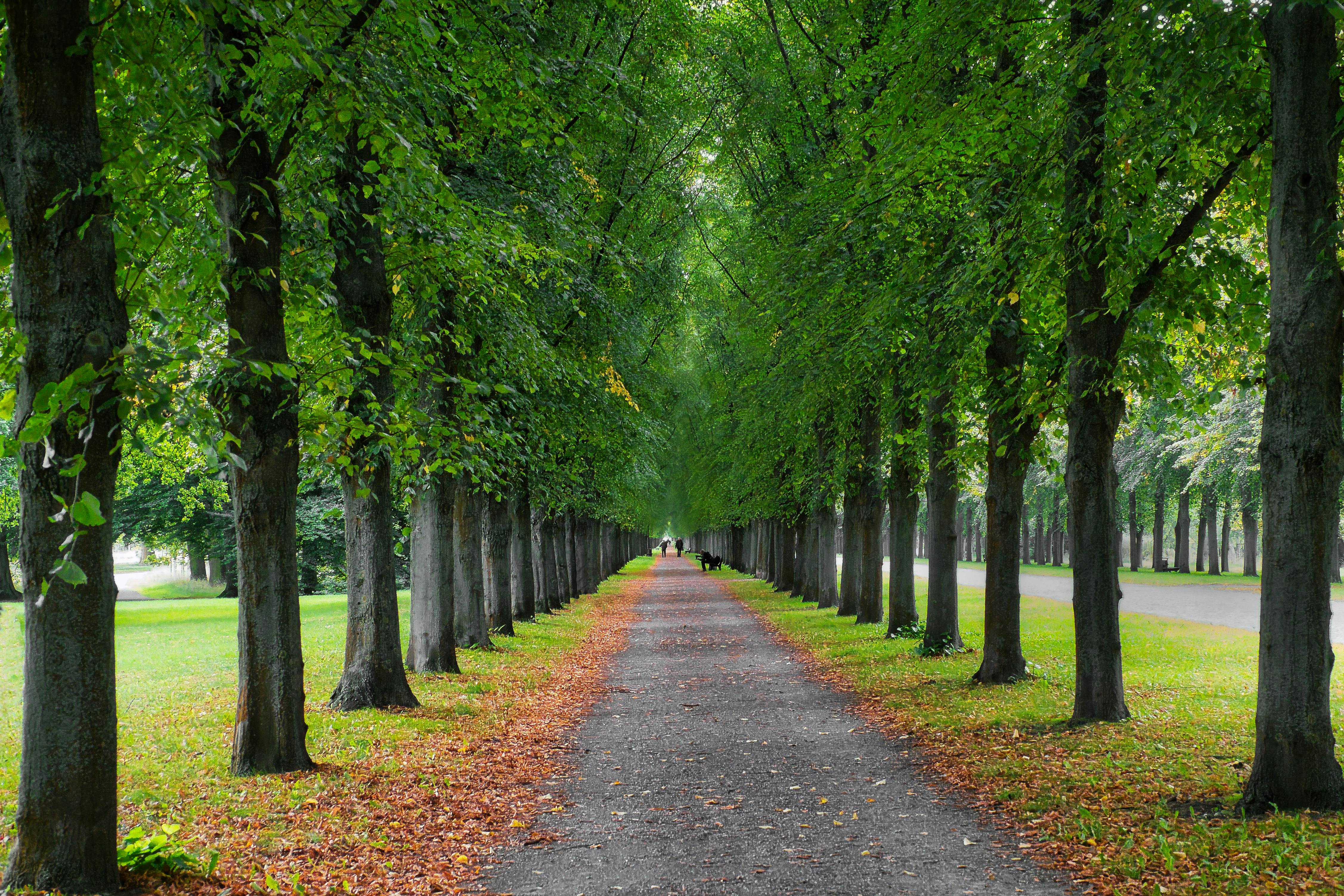 Path Among Trees in a Park · Free Stock Photo