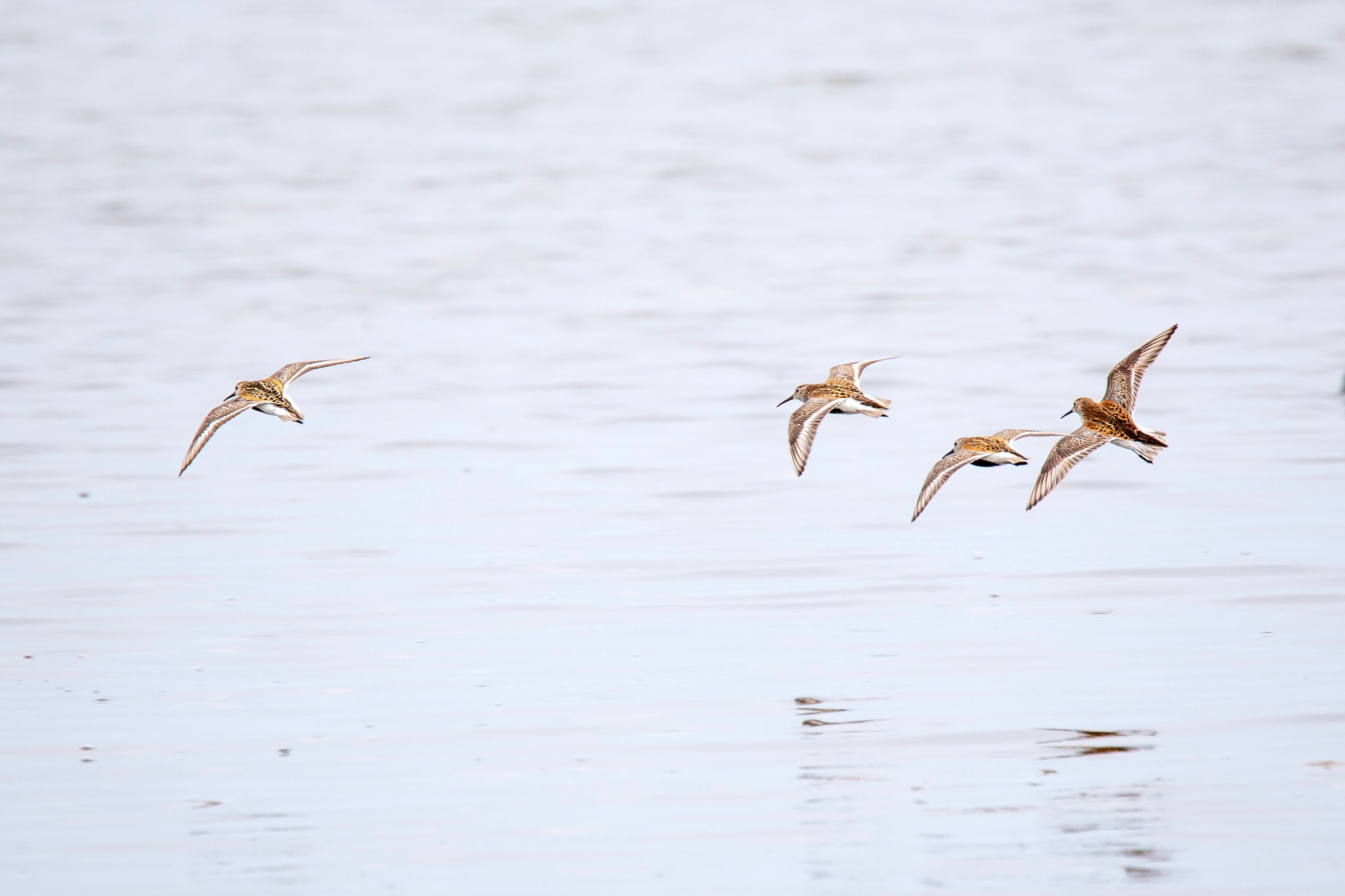 Birds Flying over Water · Free Stock Photo