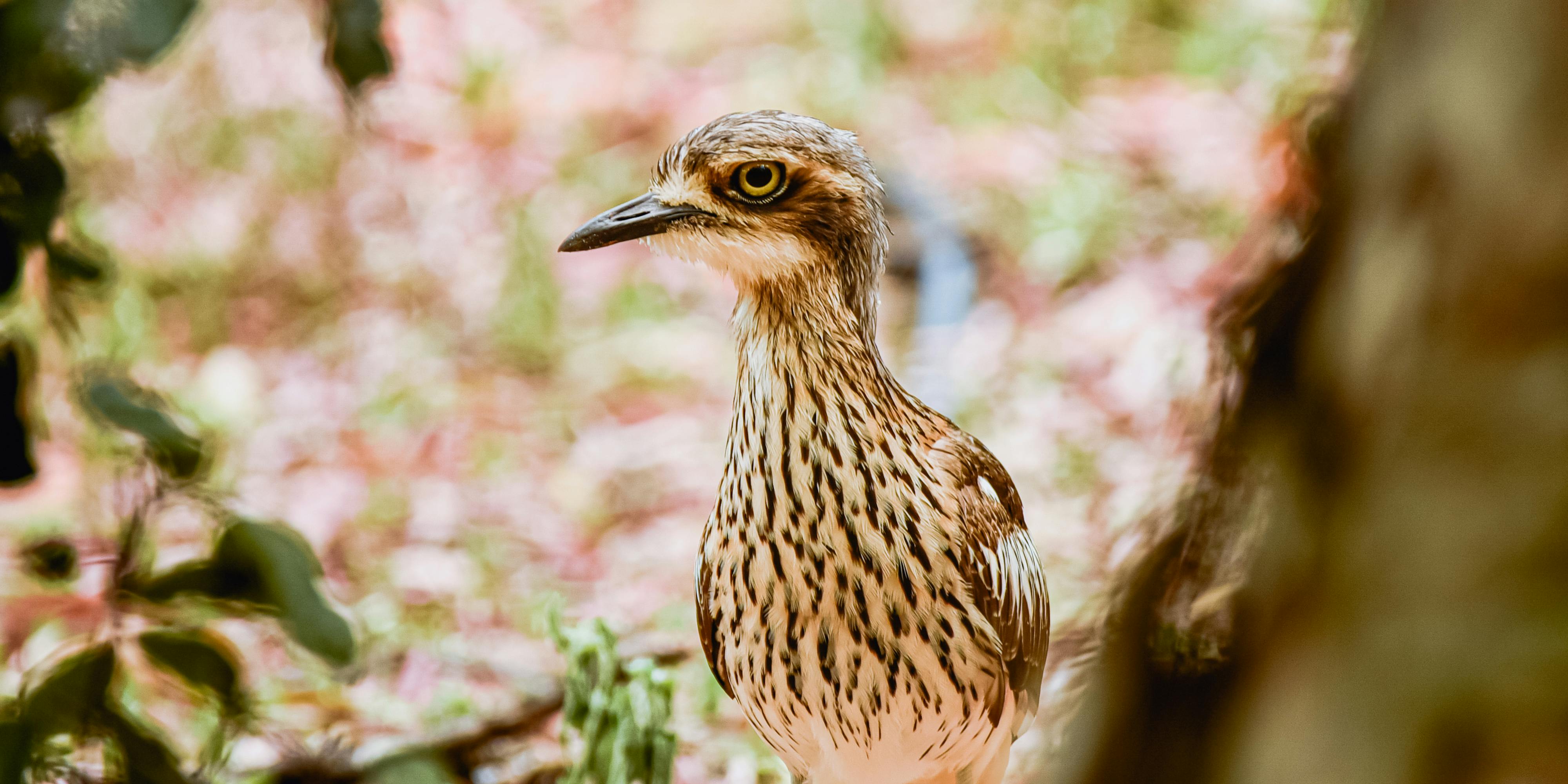 4k Wallpaper Fire Bird Photos, Download The BEST Free 4k Wallpaper Fire ...