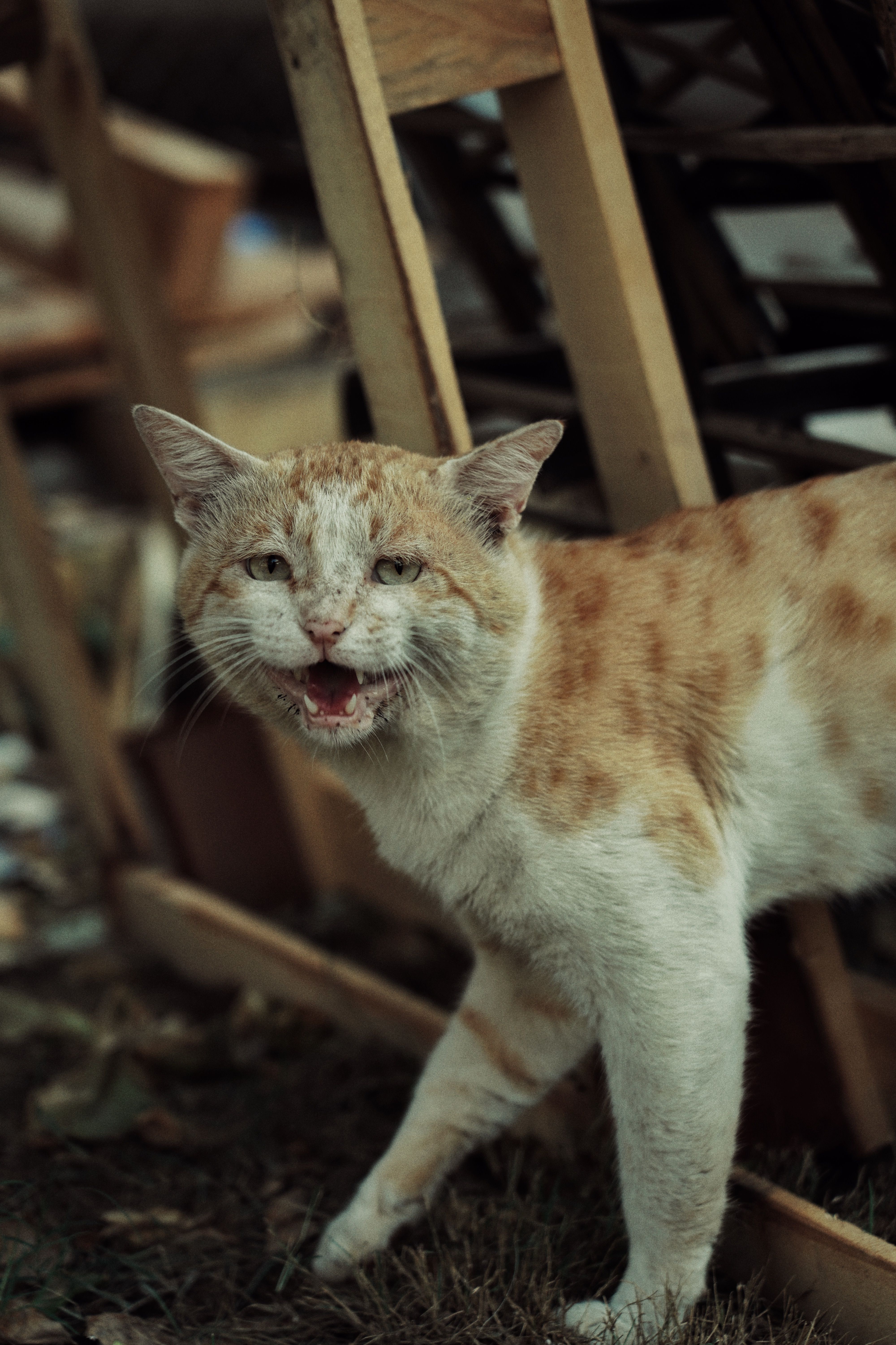 Pet Cat Photos, Download The BEST Free Pet Cat Stock Photos & HD Images