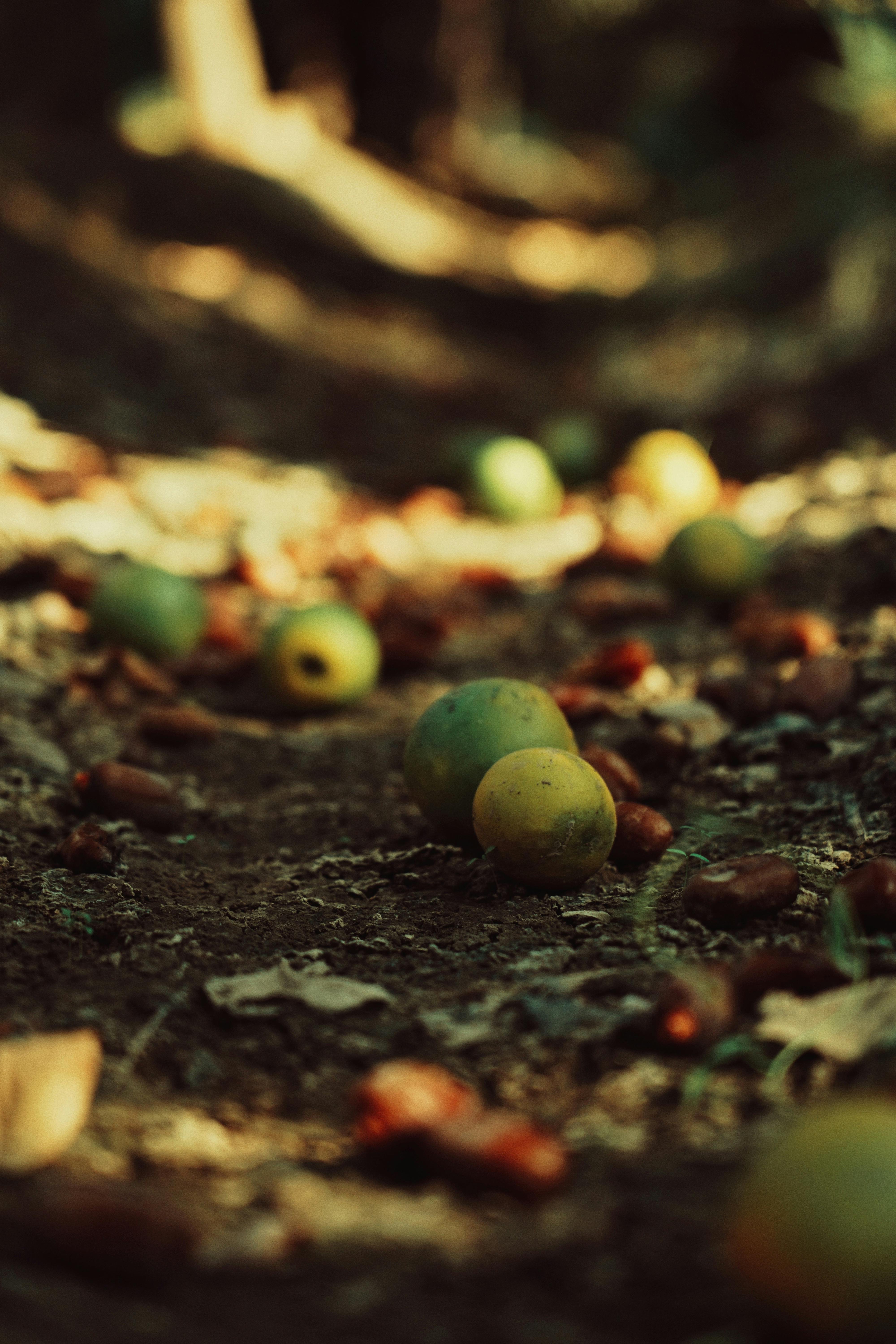 Rotten Apples on Ground · Free Stock Photo