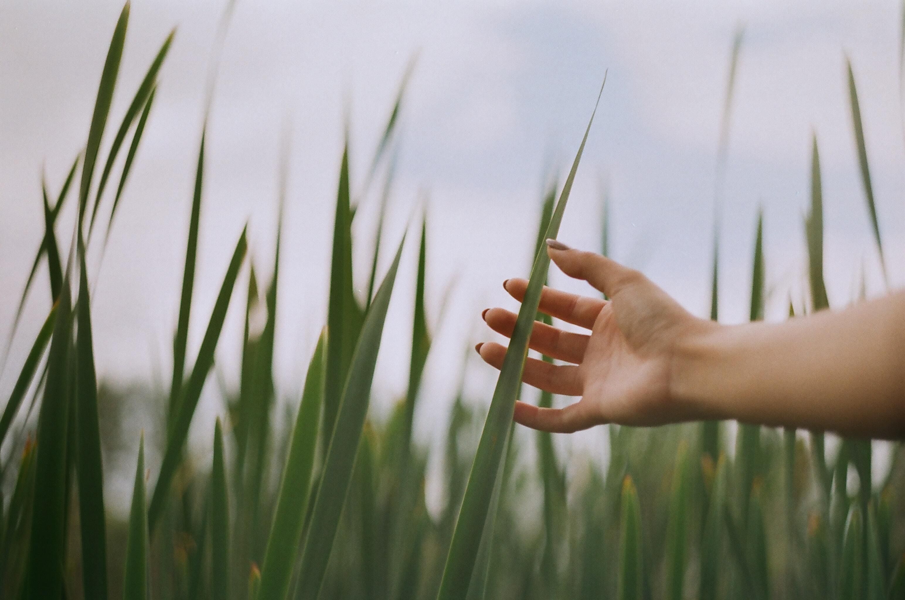 A person's hand reaching out to a tall grass field · Free Stock Photo
