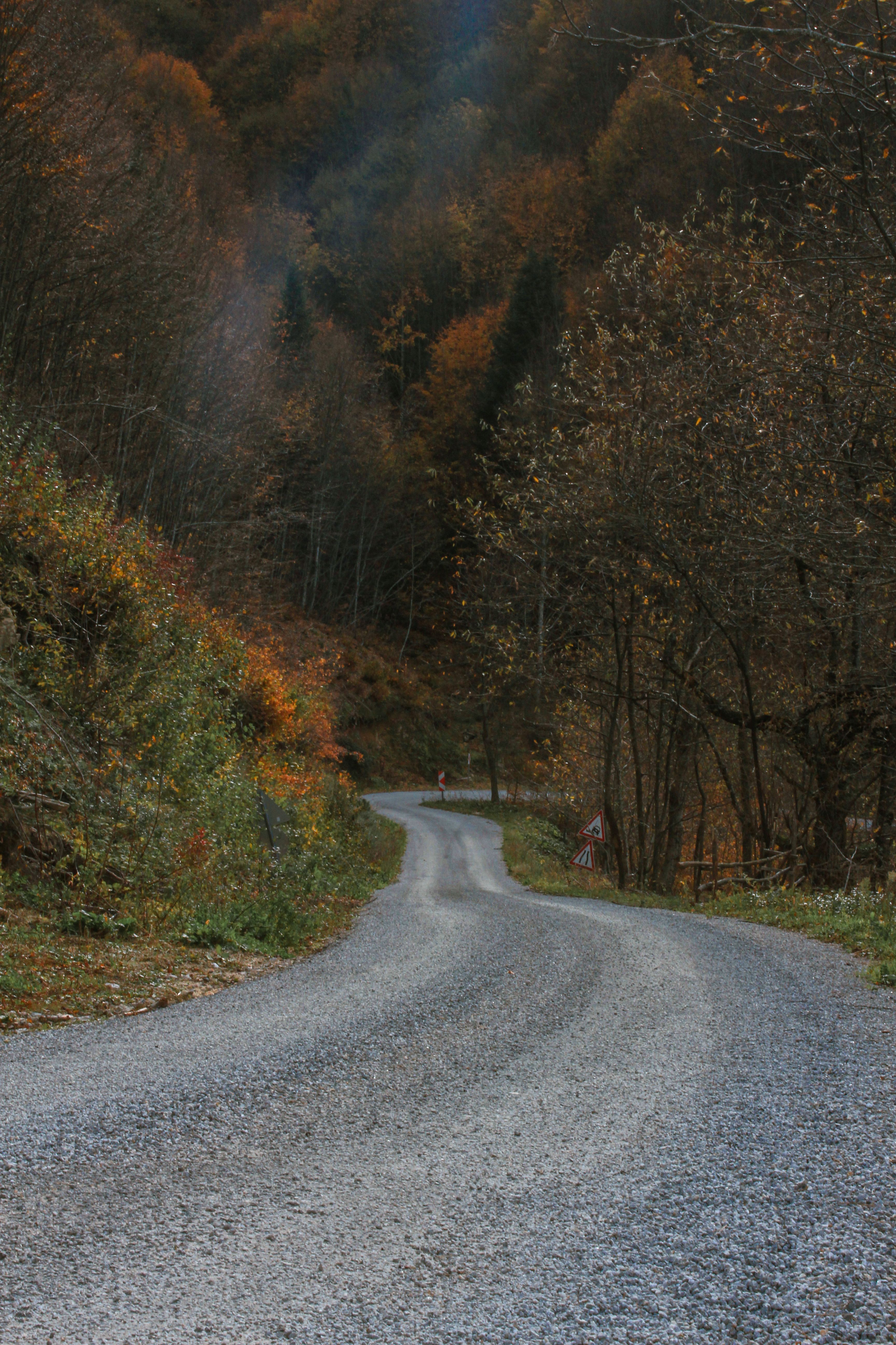 Country Road Running through Autumn Forest · Free Stock Photo