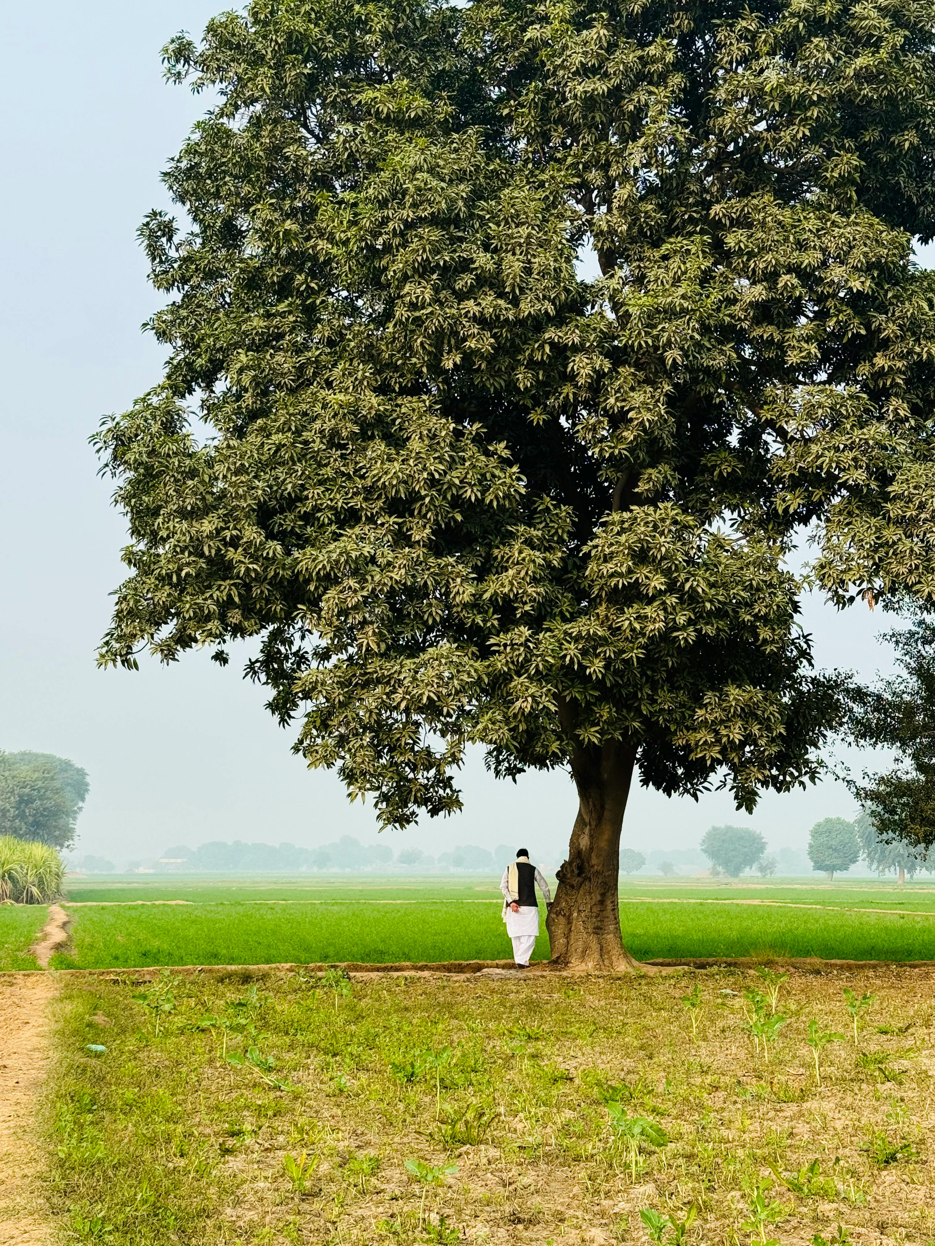 Man Standing Under a Lonely Tree in a Field · Free Stock Photo