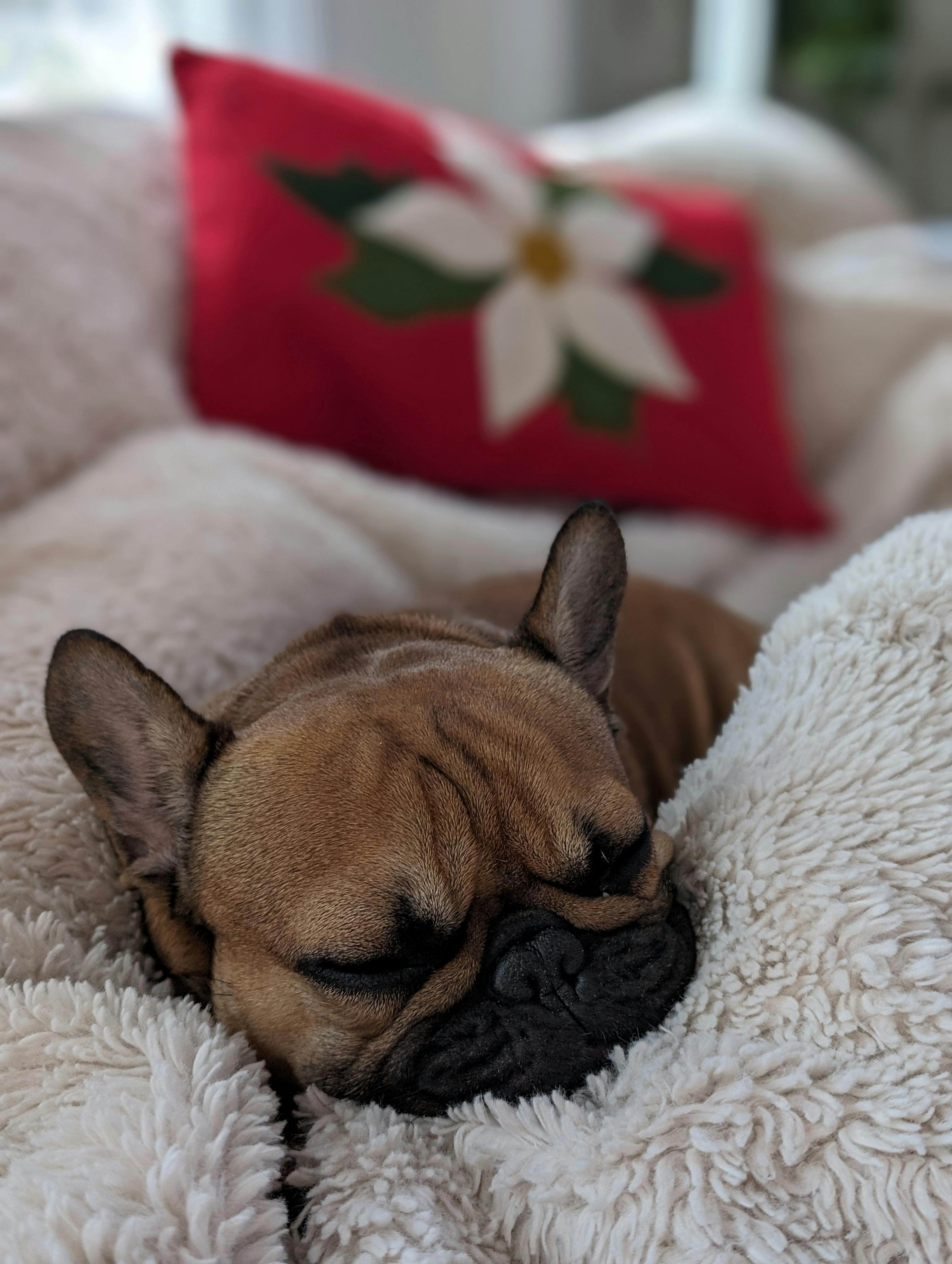 Frenchie Photos, Download The BEST Free Frenchie Stock Photos & HD Images