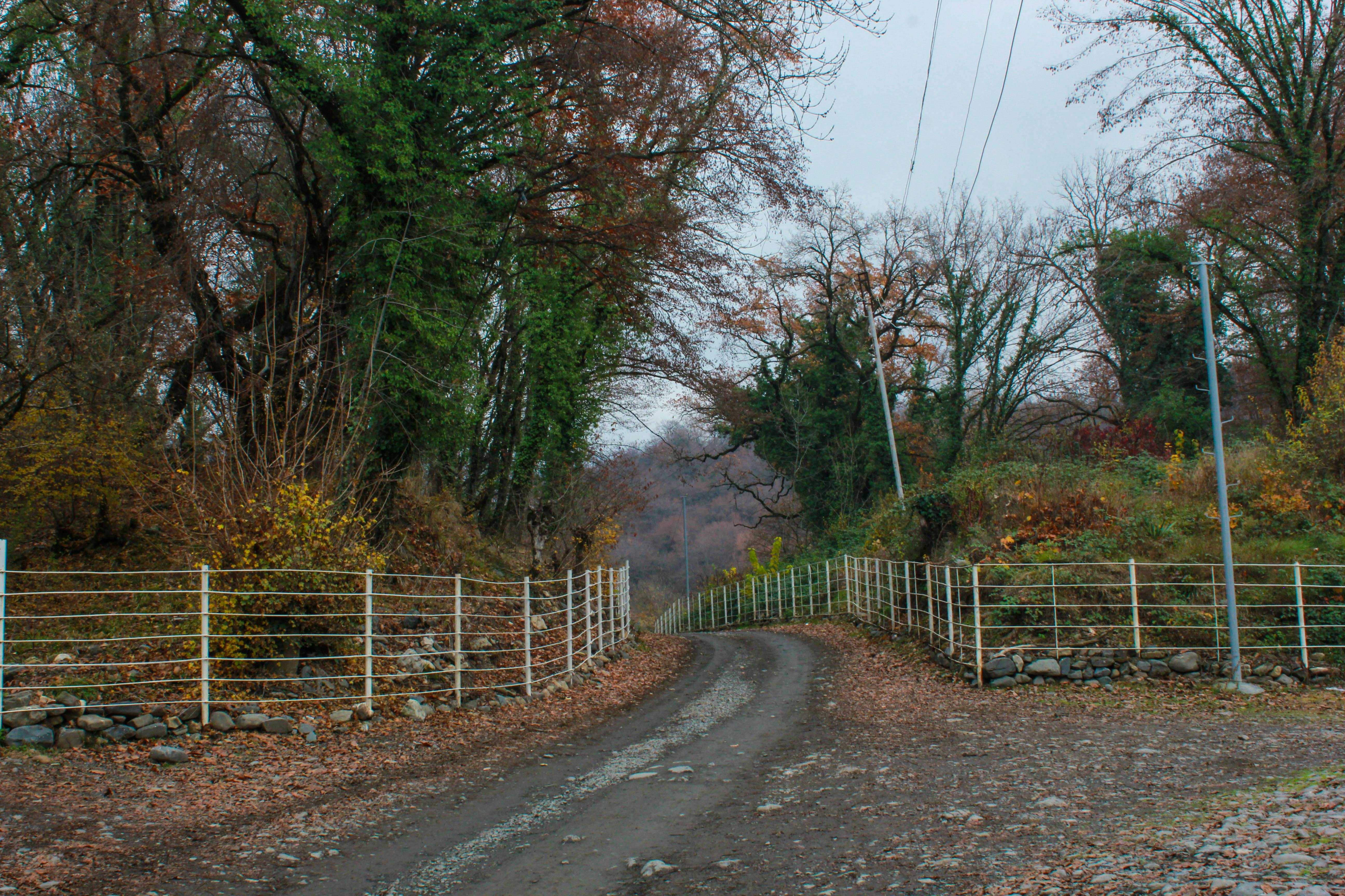 Brown Dirt Road Lined With Trees · Free Stock Photo