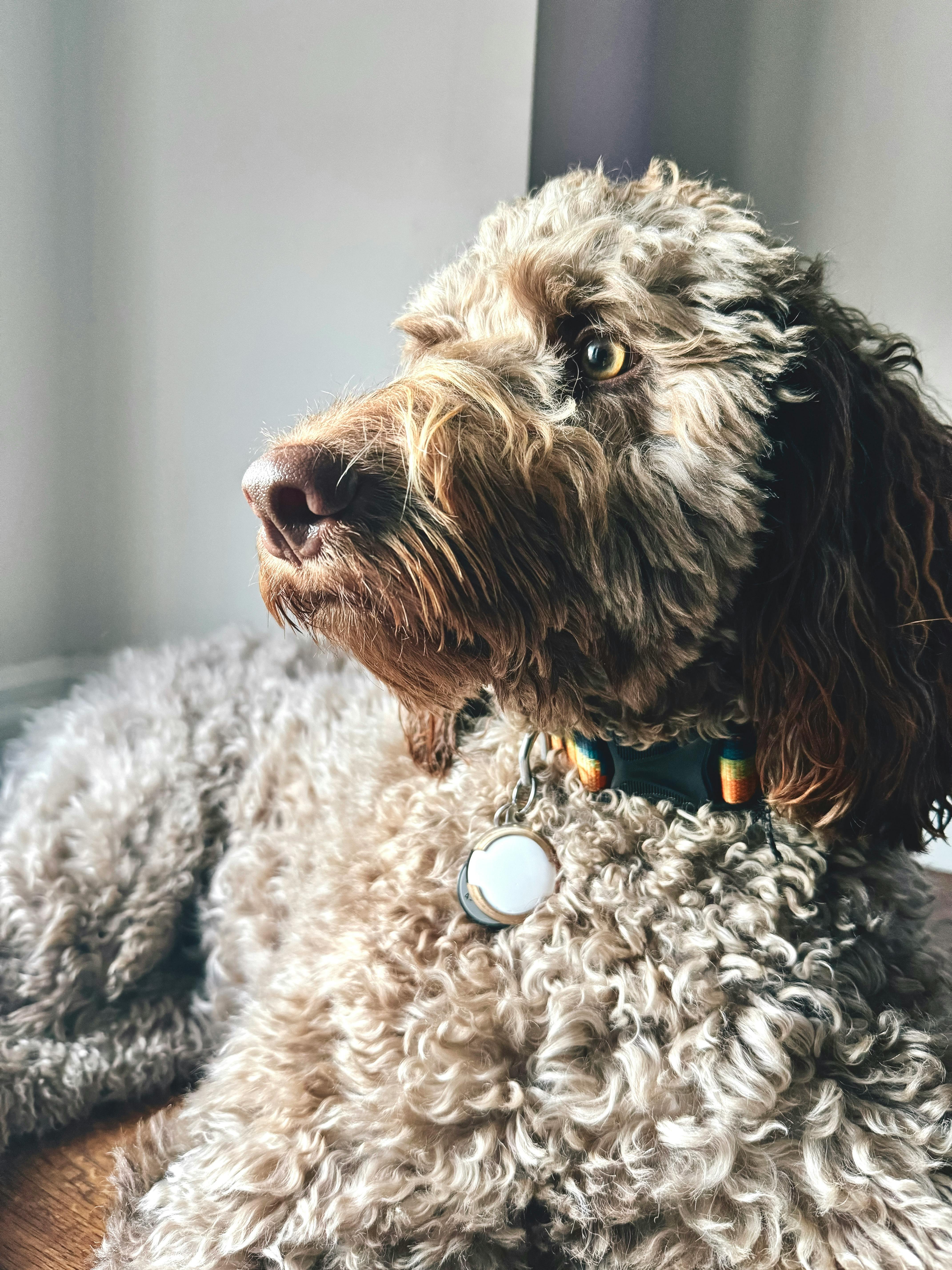 Close up of White Labradoodle Dog · Free Stock Photo