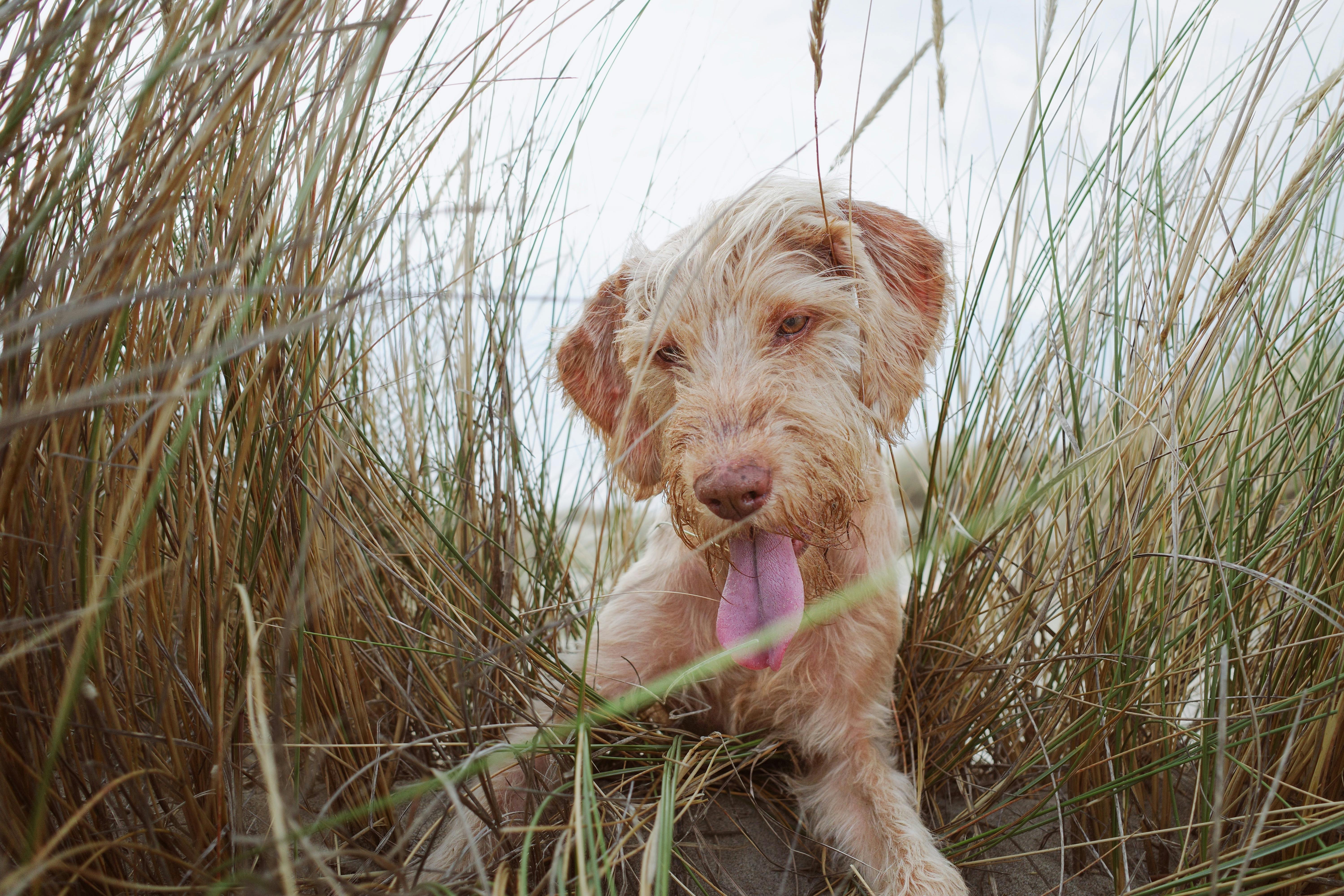 Dog Pigging Out Photos, Download The BEST Free Dog Pigging Out Stock ...