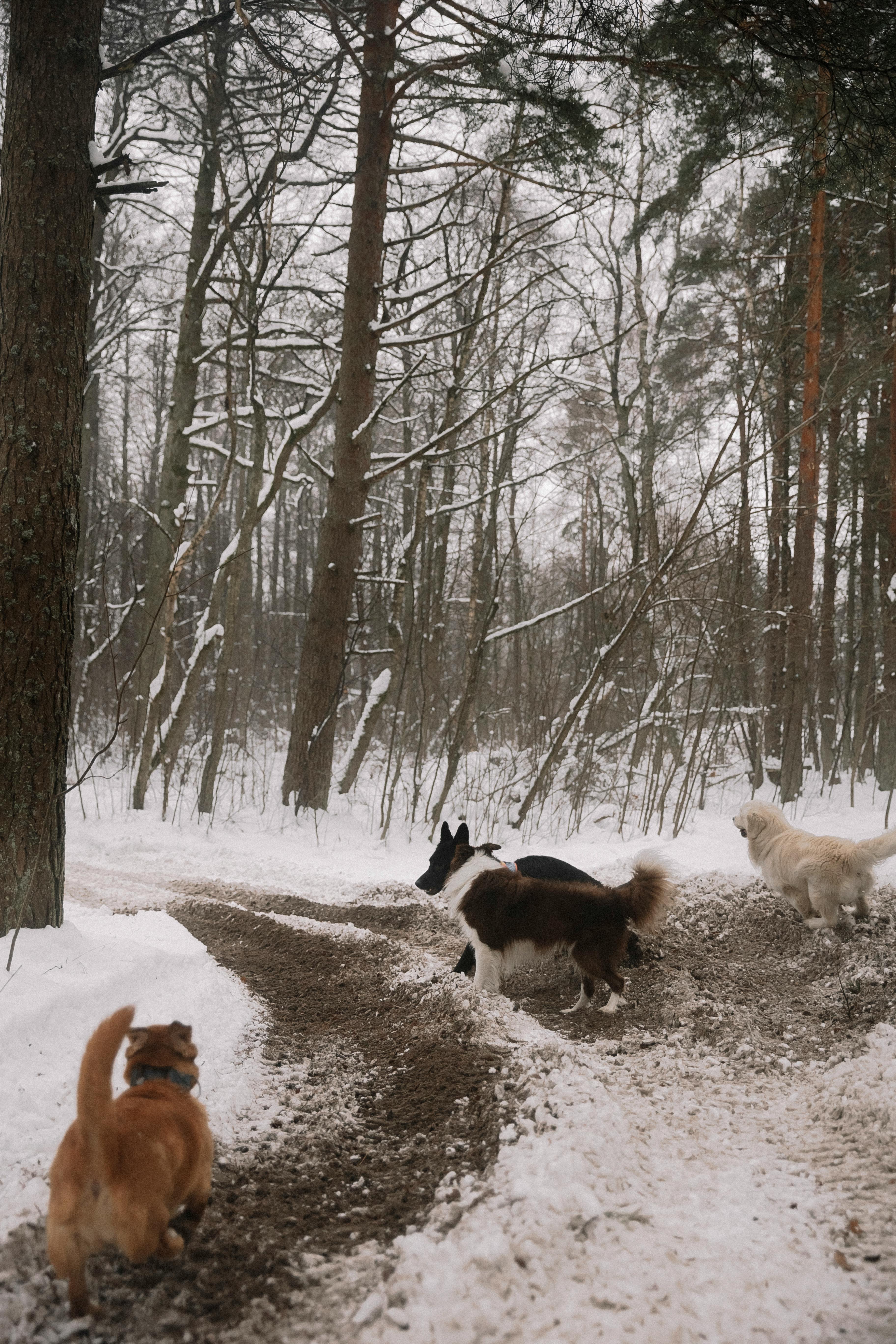 Funny Animals Running Photos, Download The BEST Free Funny Animals ...