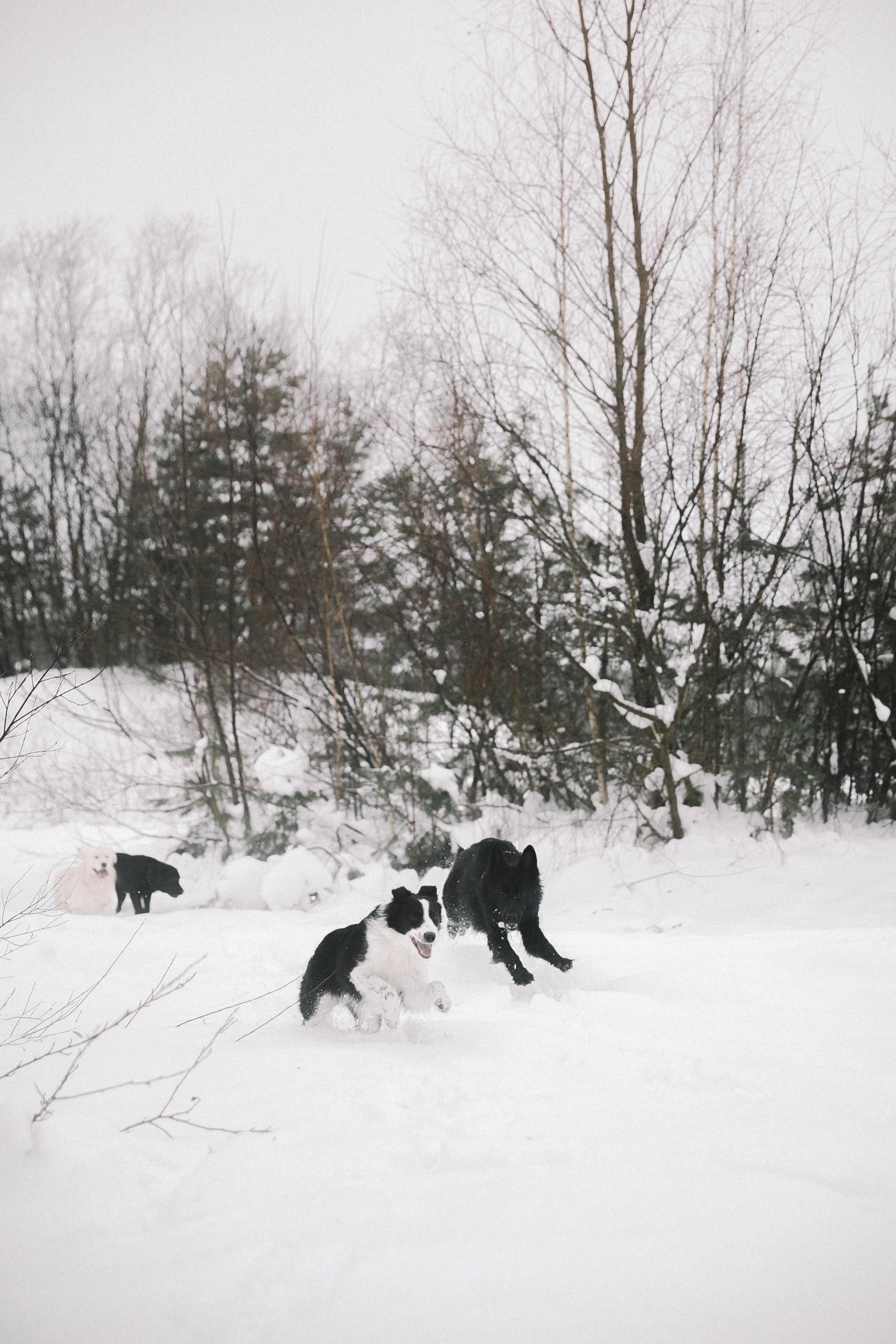 Dogs in Winter Scenery · Free Stock Photo