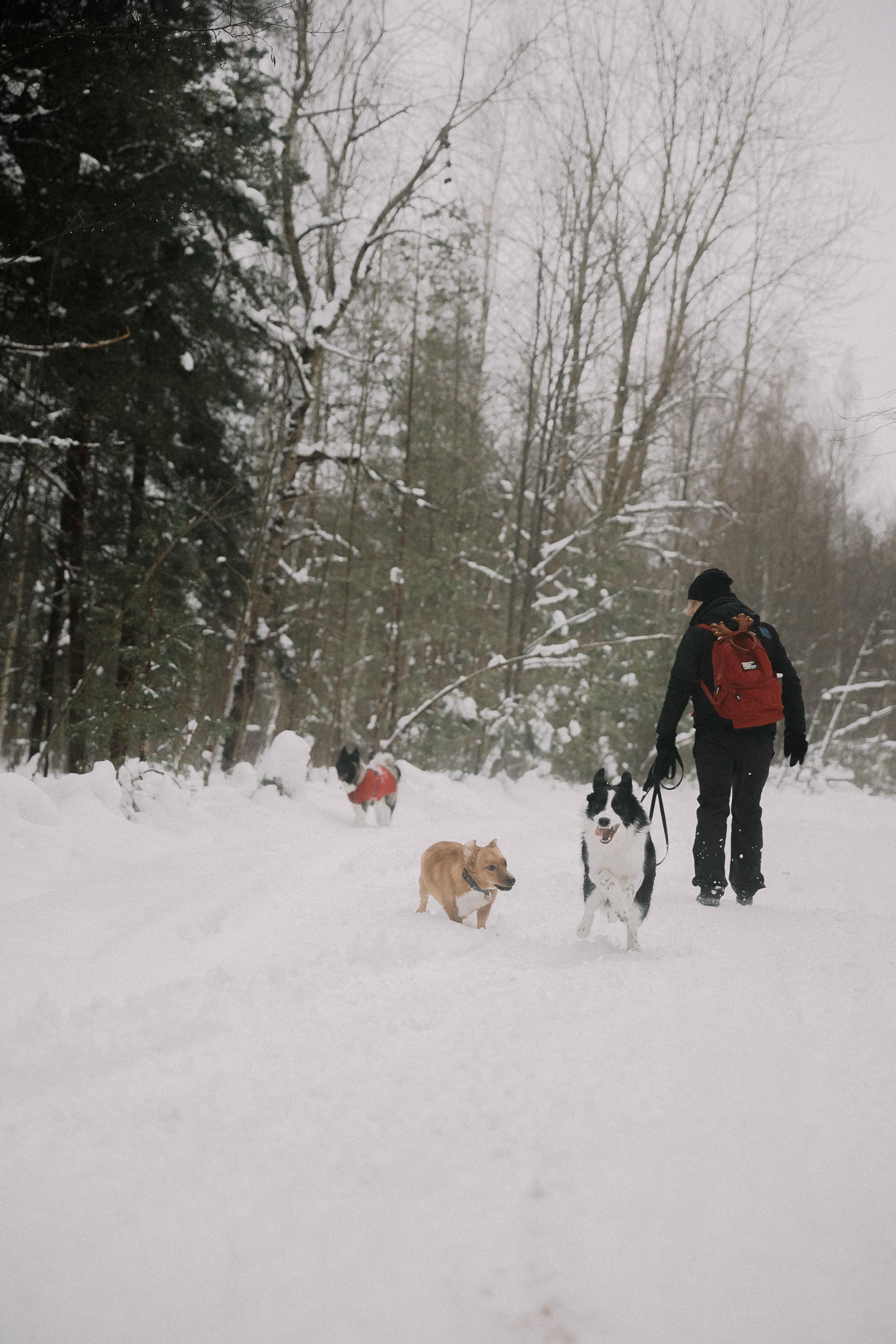Dogs Running in Snowy Countryside · Free Stock Photo