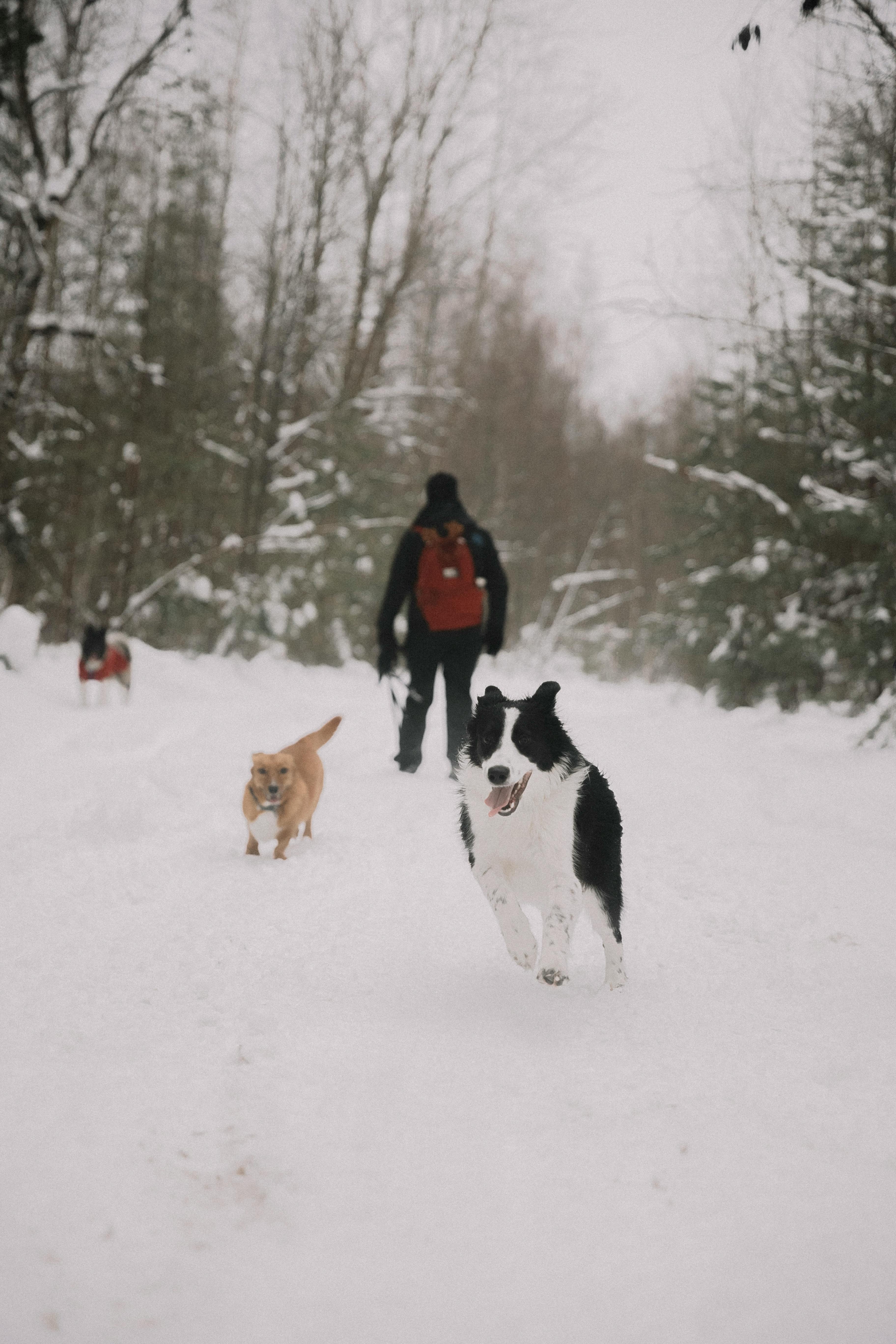 Dogs Template Photos, Download The BEST Free Dogs Template Stock Photos ...