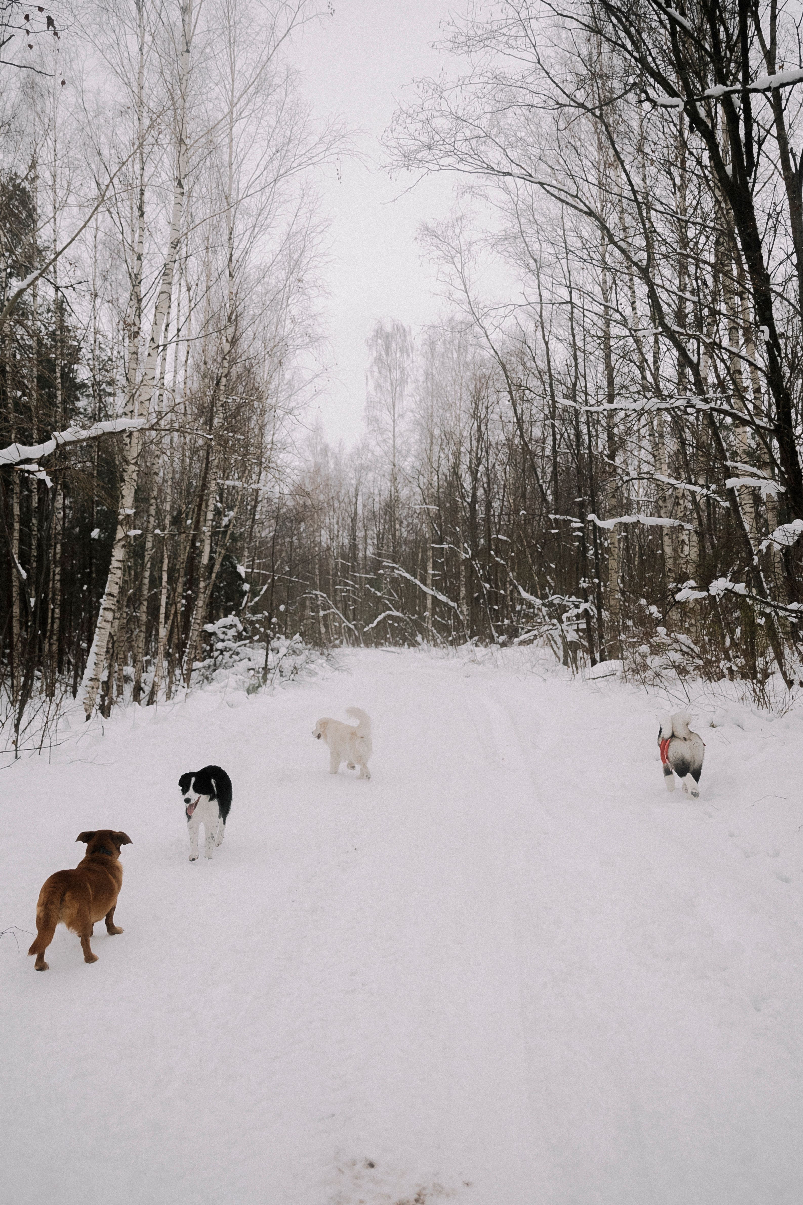 Four Dogs in Winter Scenery · Free Stock Photo
