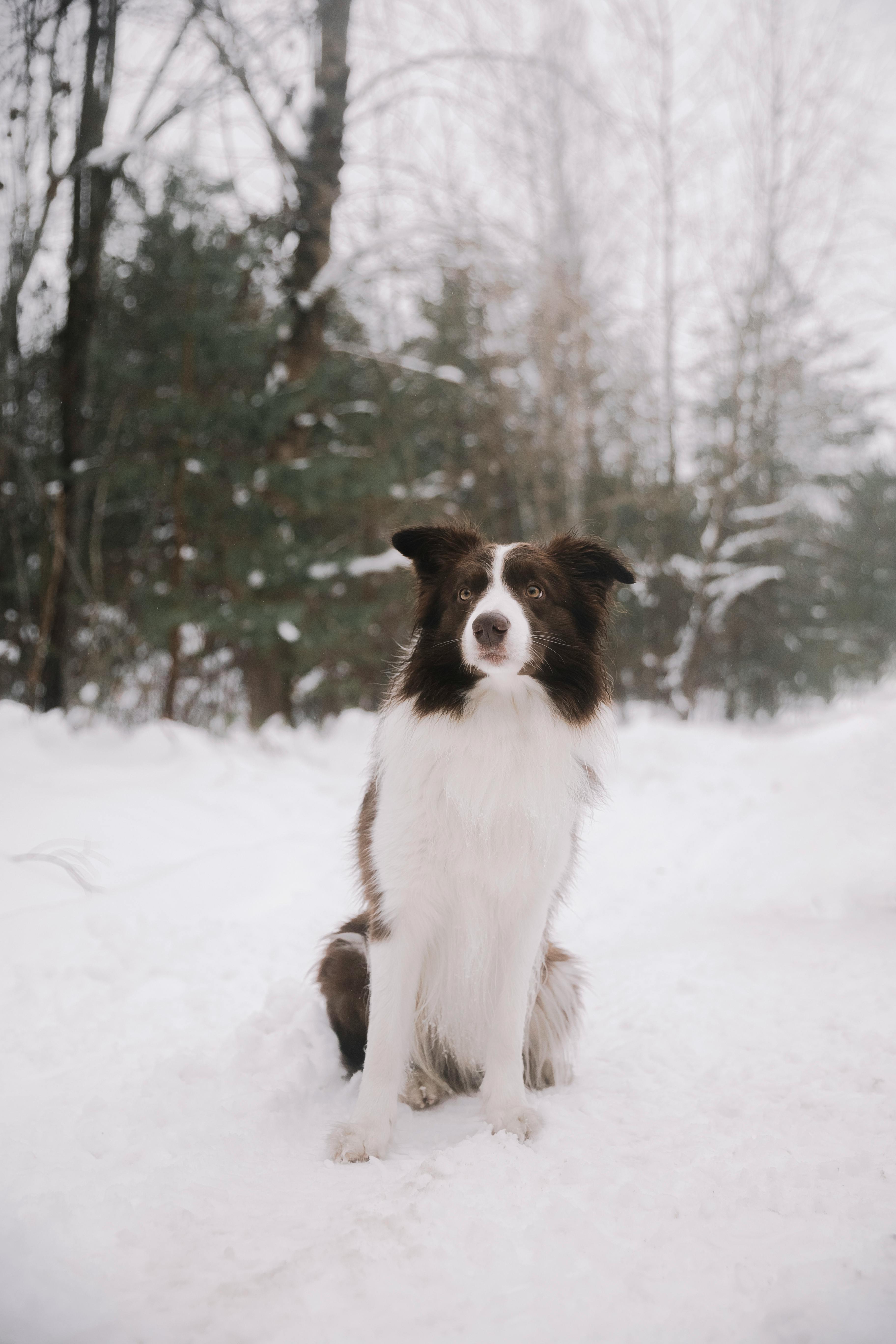 Border Collie in Winter Scenery · Free Stock Photo