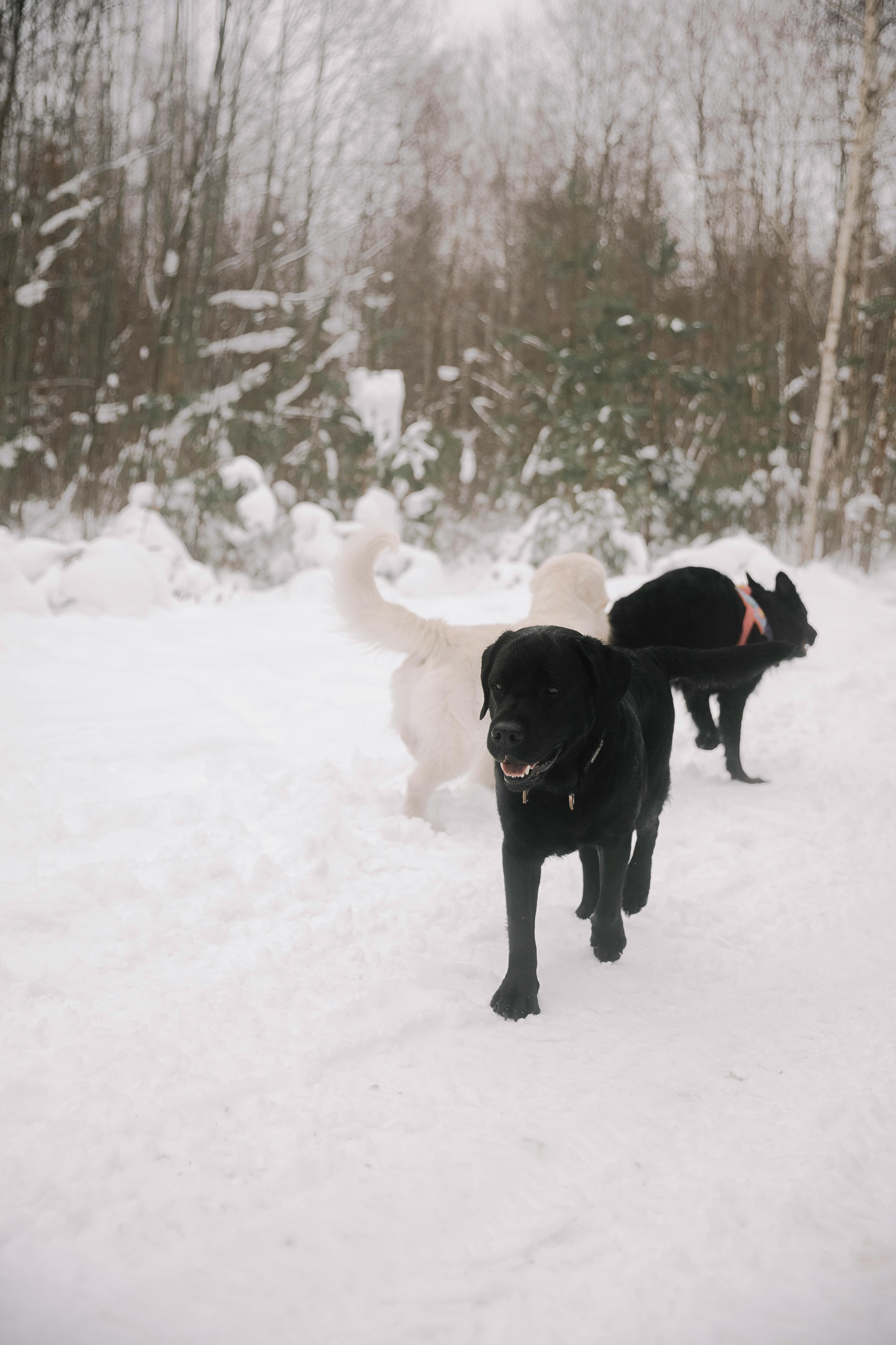 Dogs Running on Snow · Free Stock Photo