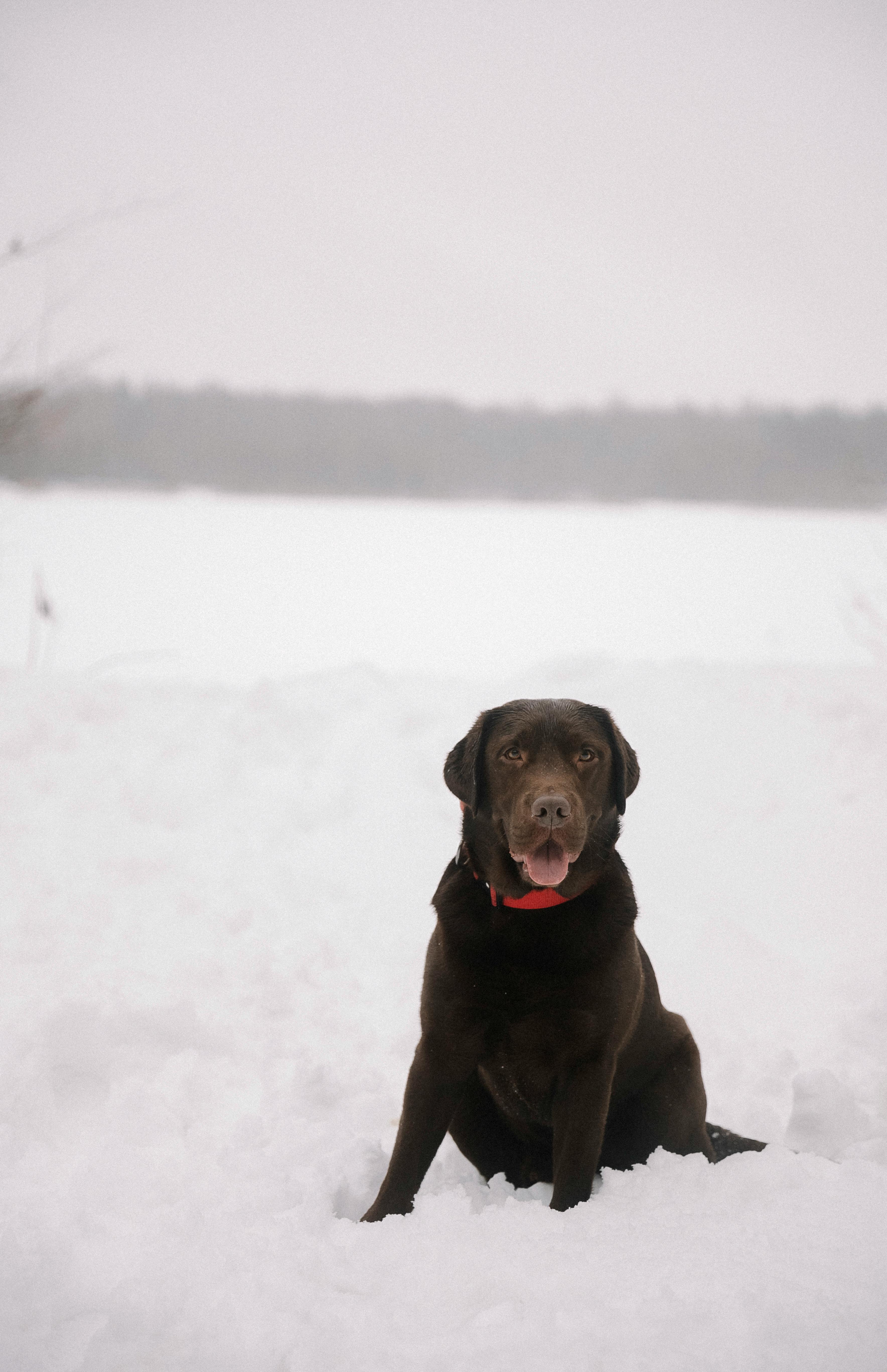 Chocolate Labrador Sitting on Snow · Free Stock Photo