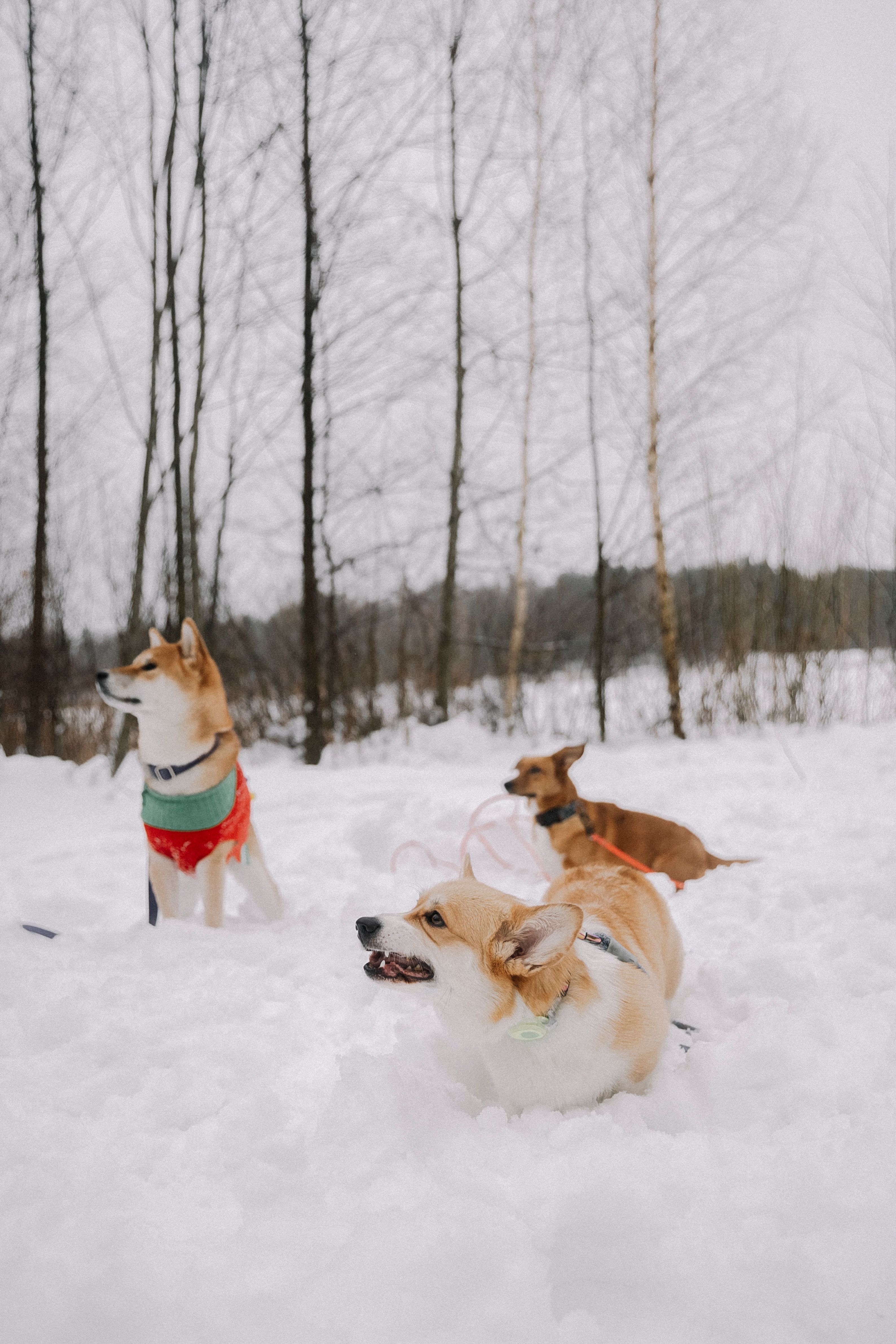 Pets Categories Photos, Download The BEST Free Pets Categories Stock ...